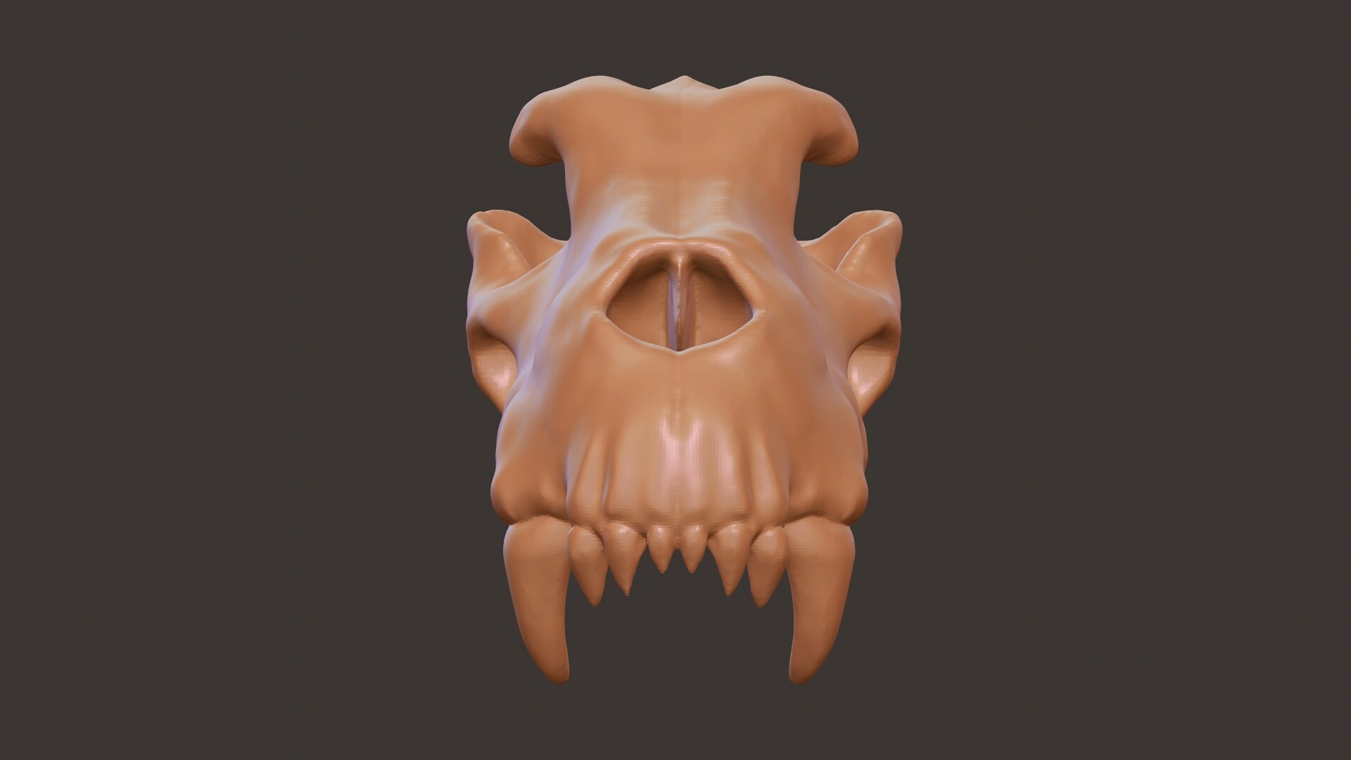 Cassidy Overmann - Skull study