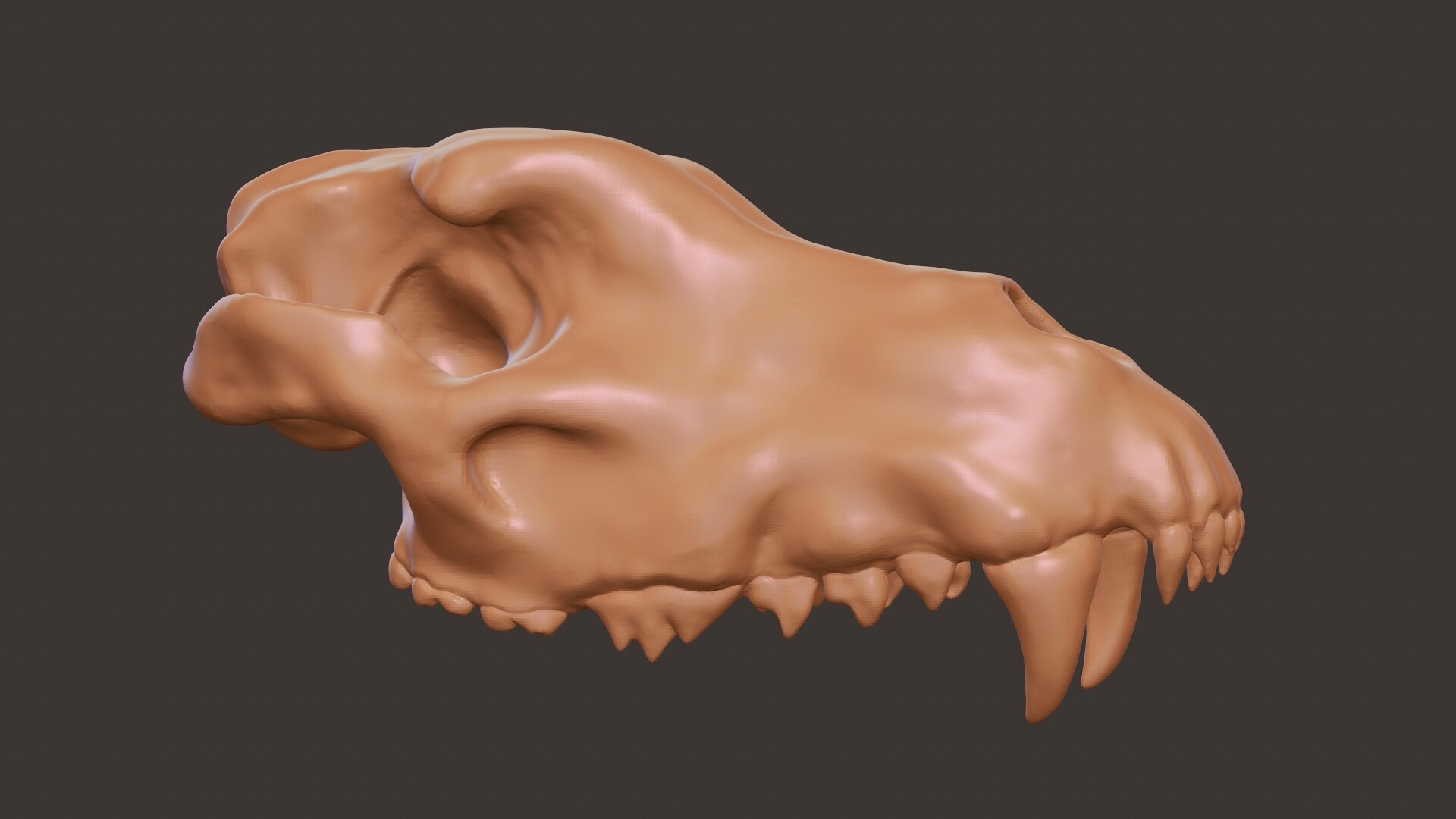 Cassidy Overmann - Skull study