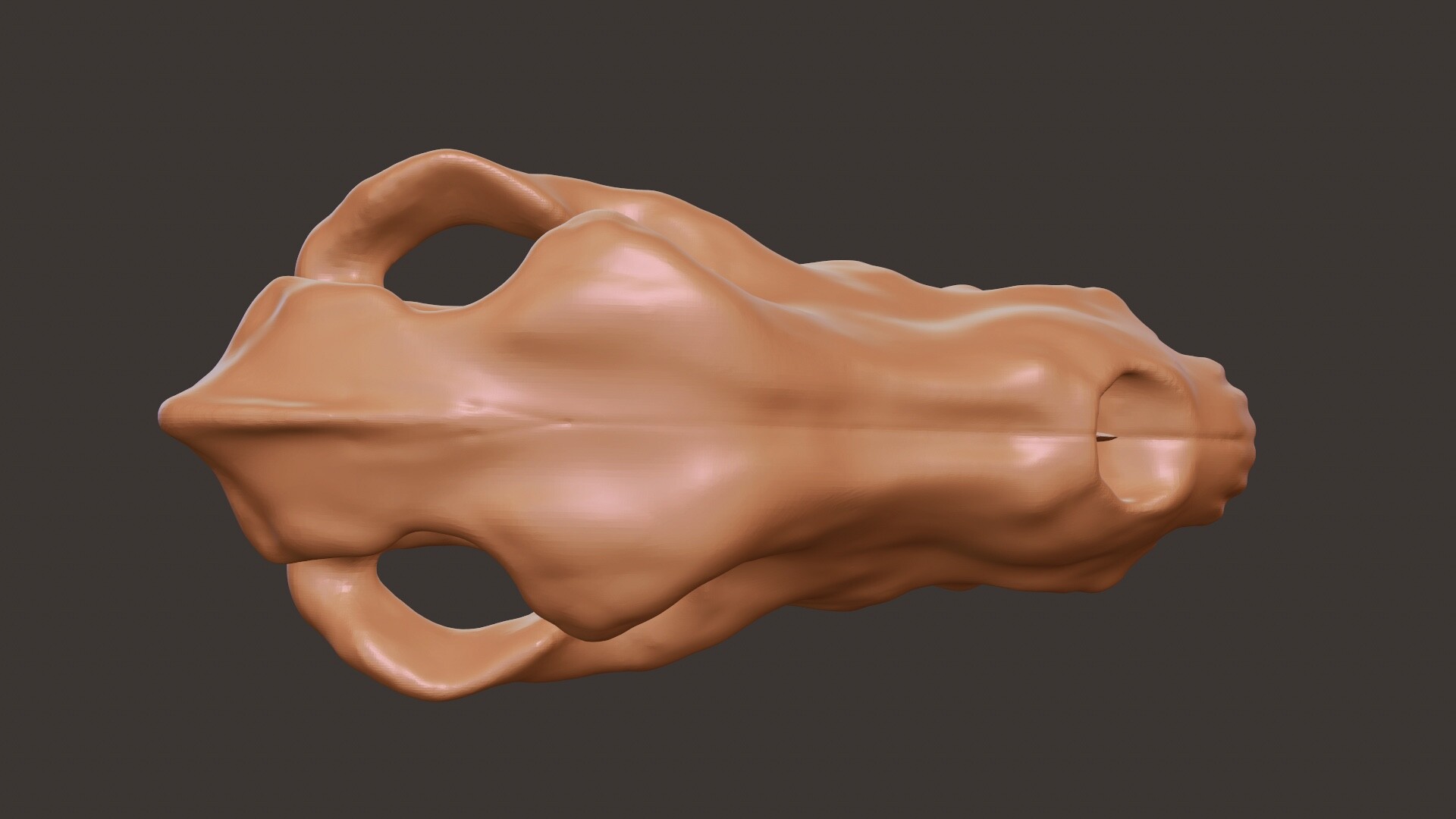 Cassidy Overmann - Skull study