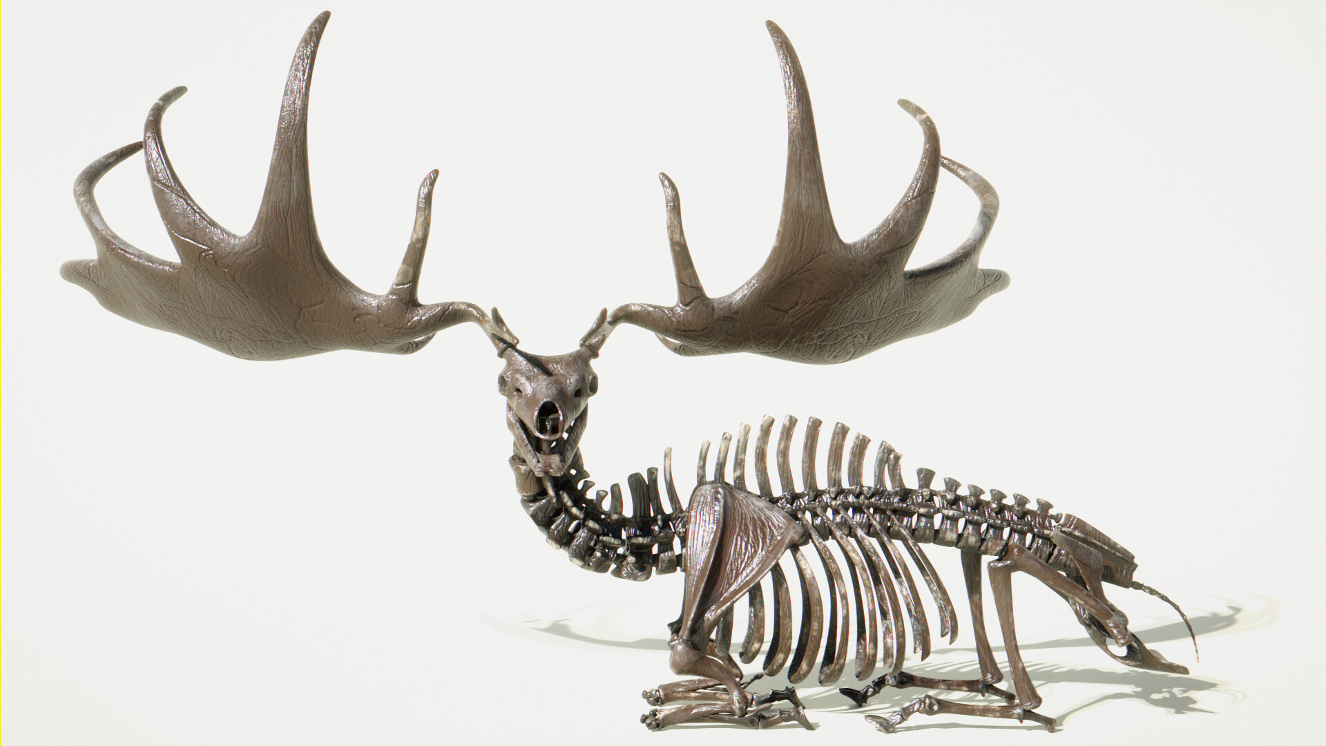 William Yang - Irish Deer Fossil