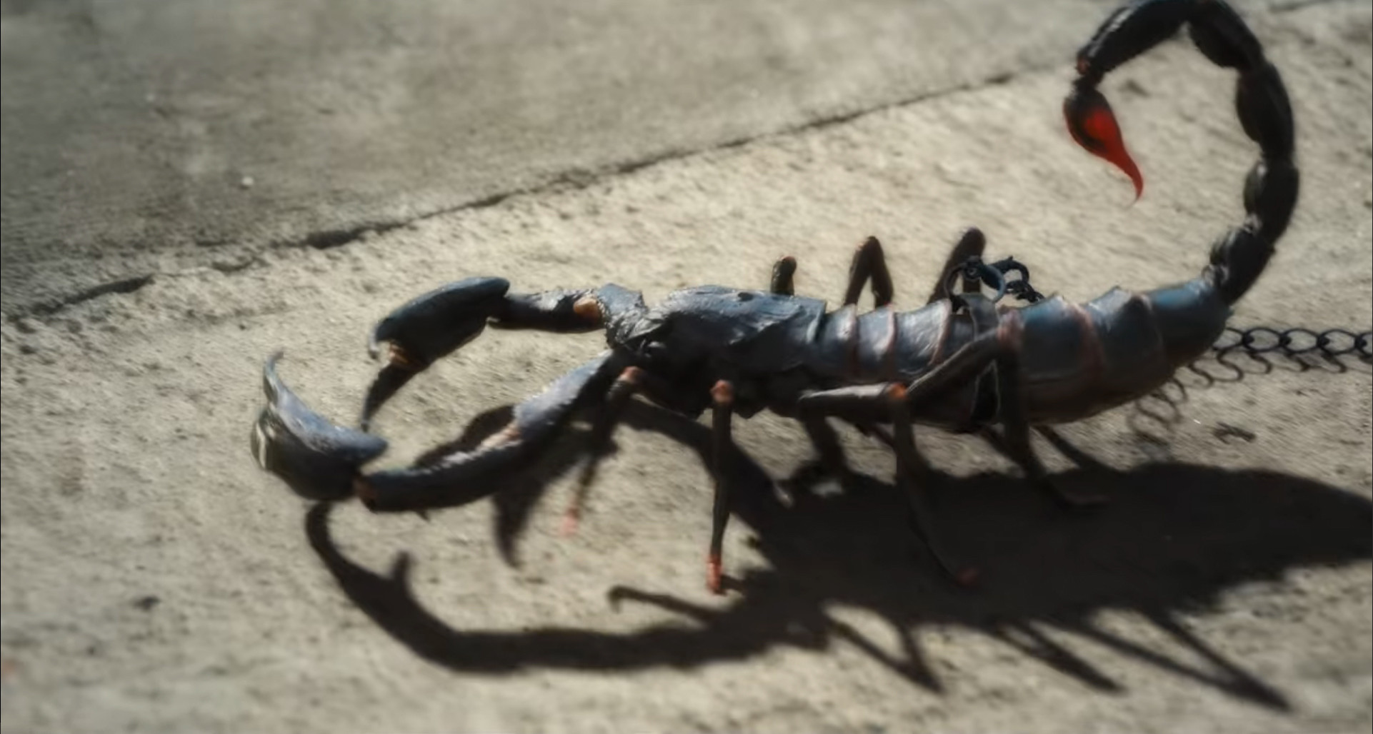 Greg Strangis - Wednesday Scorpion