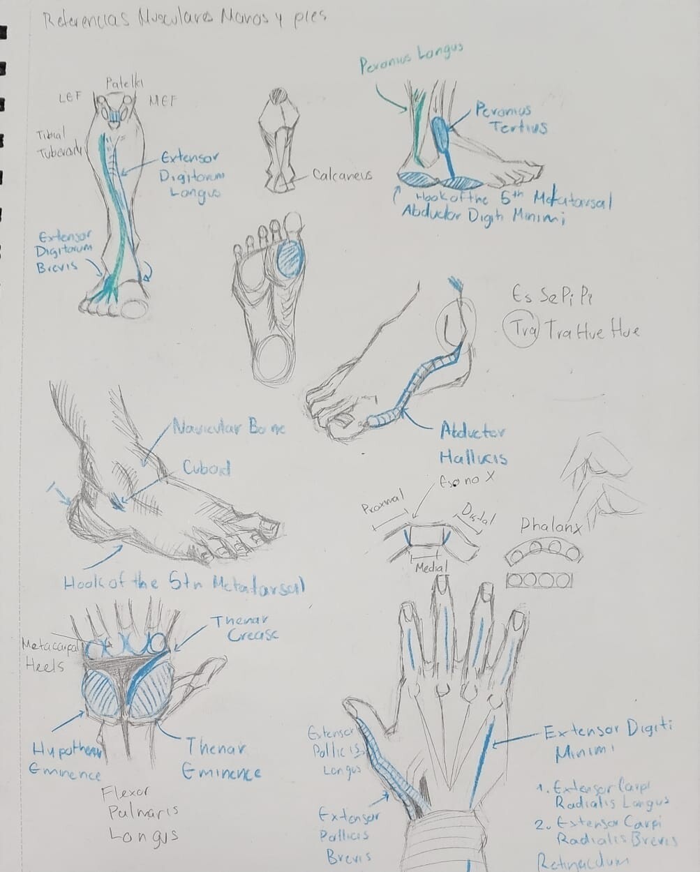 ArtStation - Hand and Feet Study