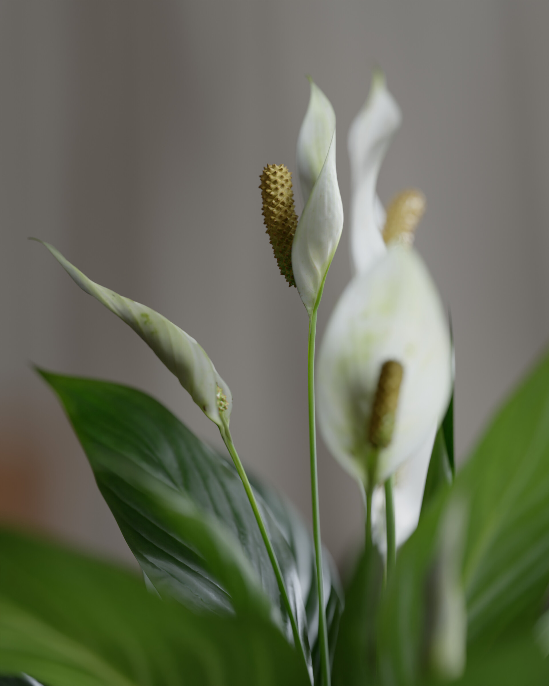 iwo pilc - 3D Plant Peace Lily - @Textures.com