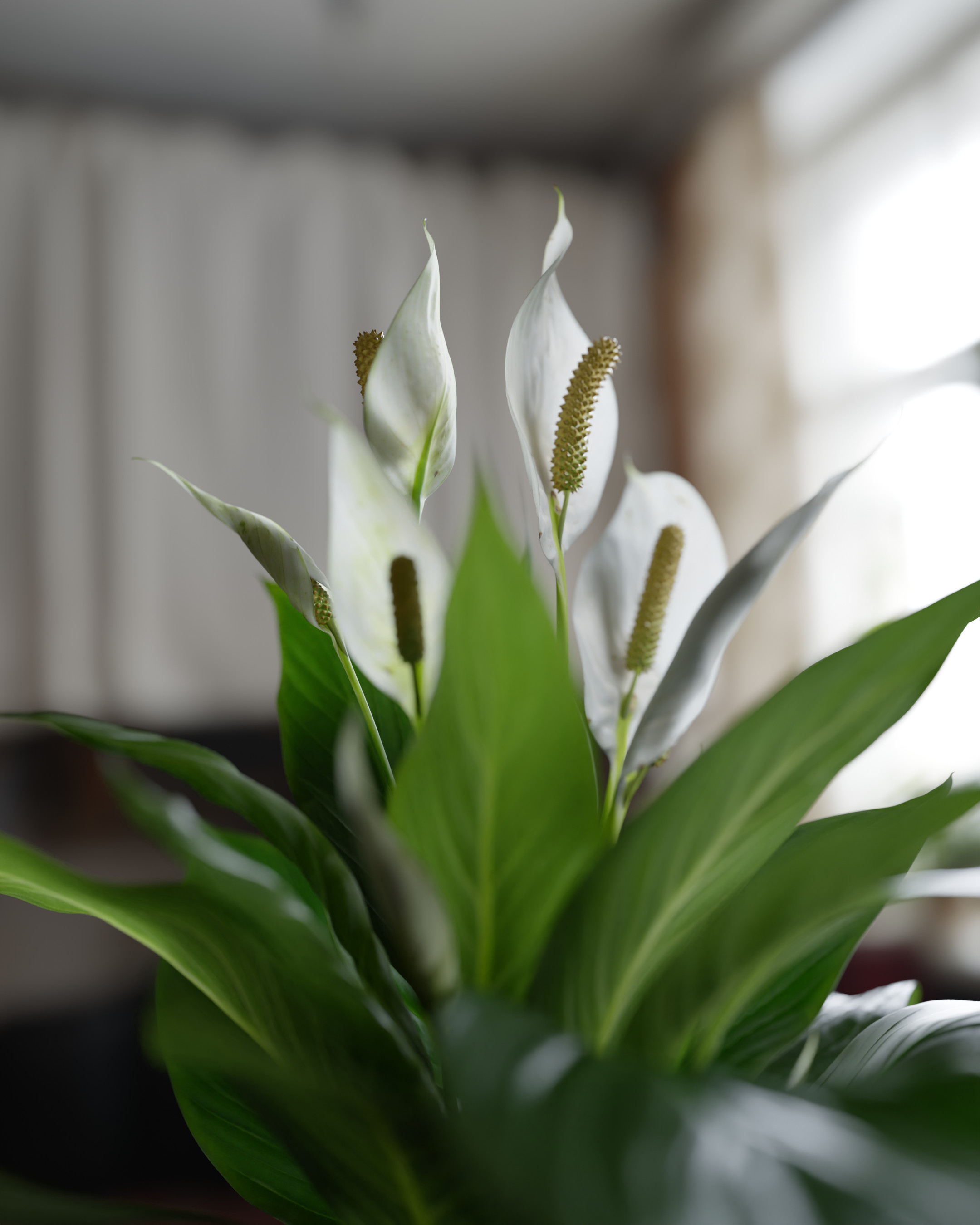 iwo pilc - 3D Plant Peace Lily - @Textures.com