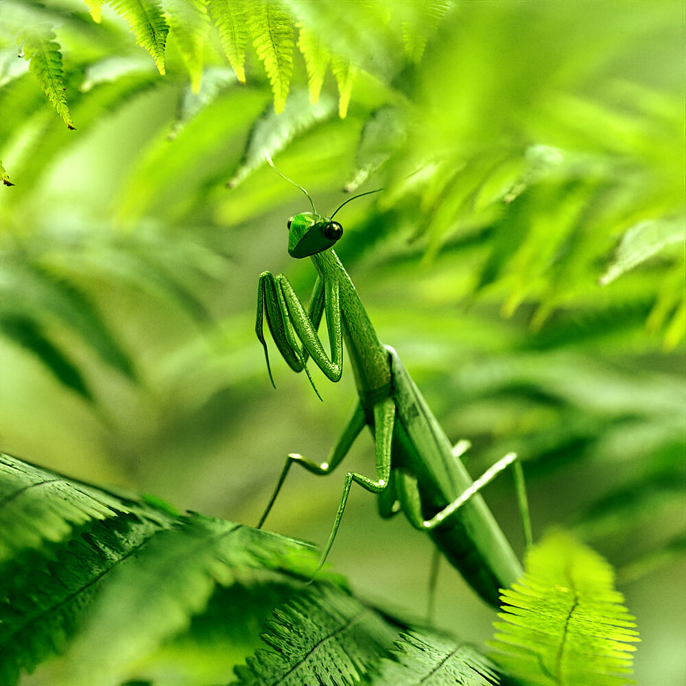 ArtStation - "Mantis 2022"