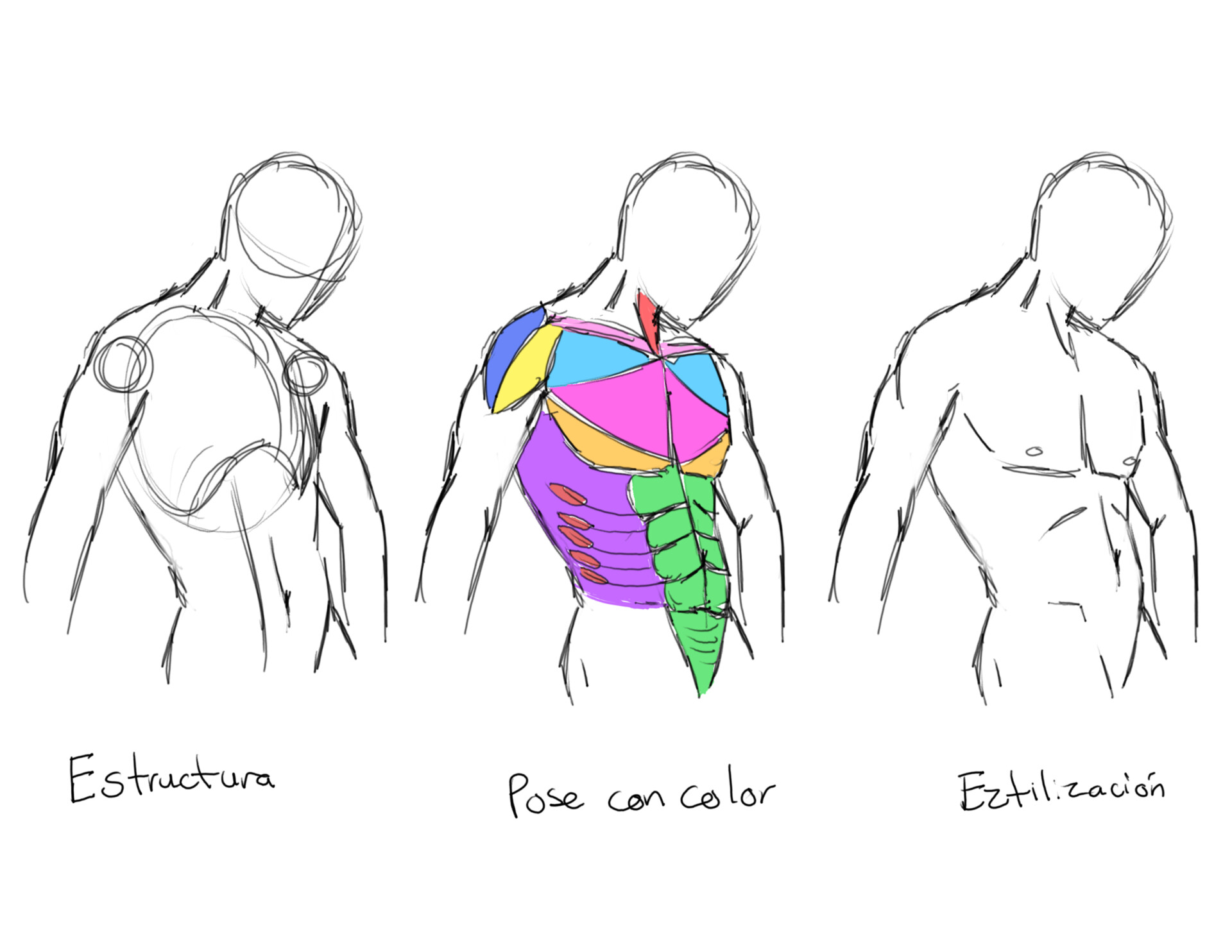 ArtStation - Estudio Práctico de Anatomía en Modelo: Estilización Torso