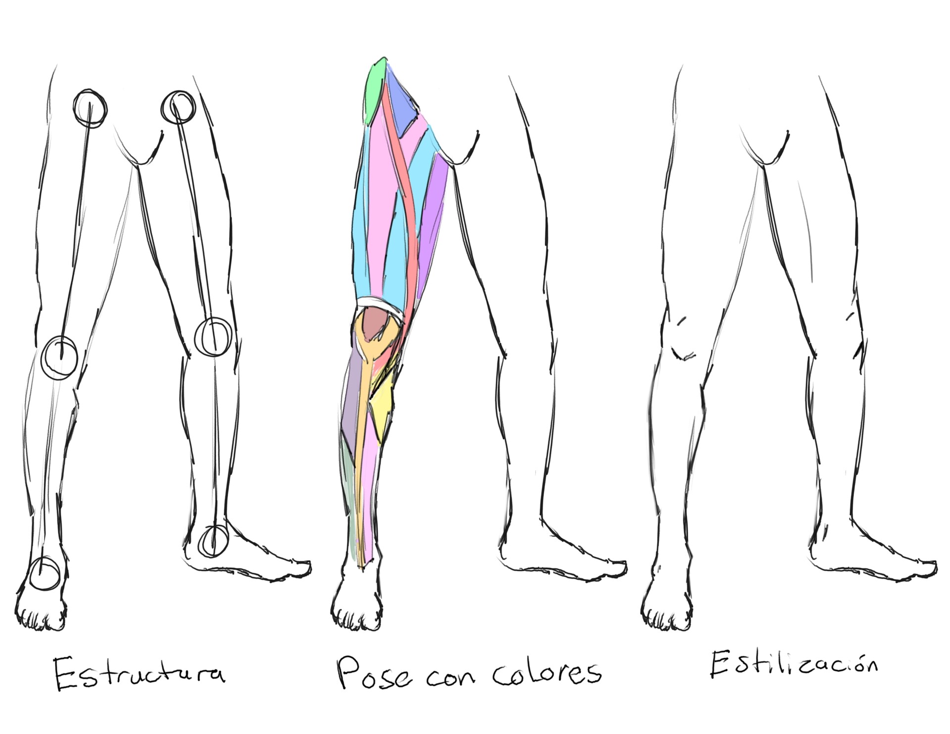 ArtStation - Estudio Práctico de Anatomía en Modelo: +Pierna