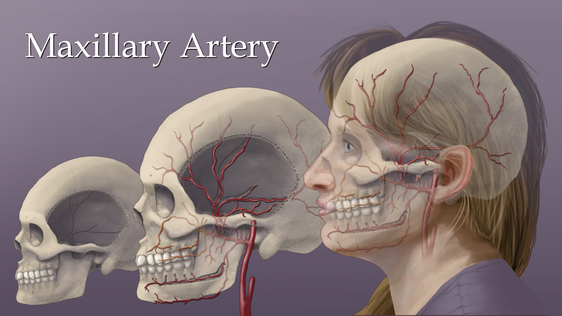 ArtStation - Maxillary Artery