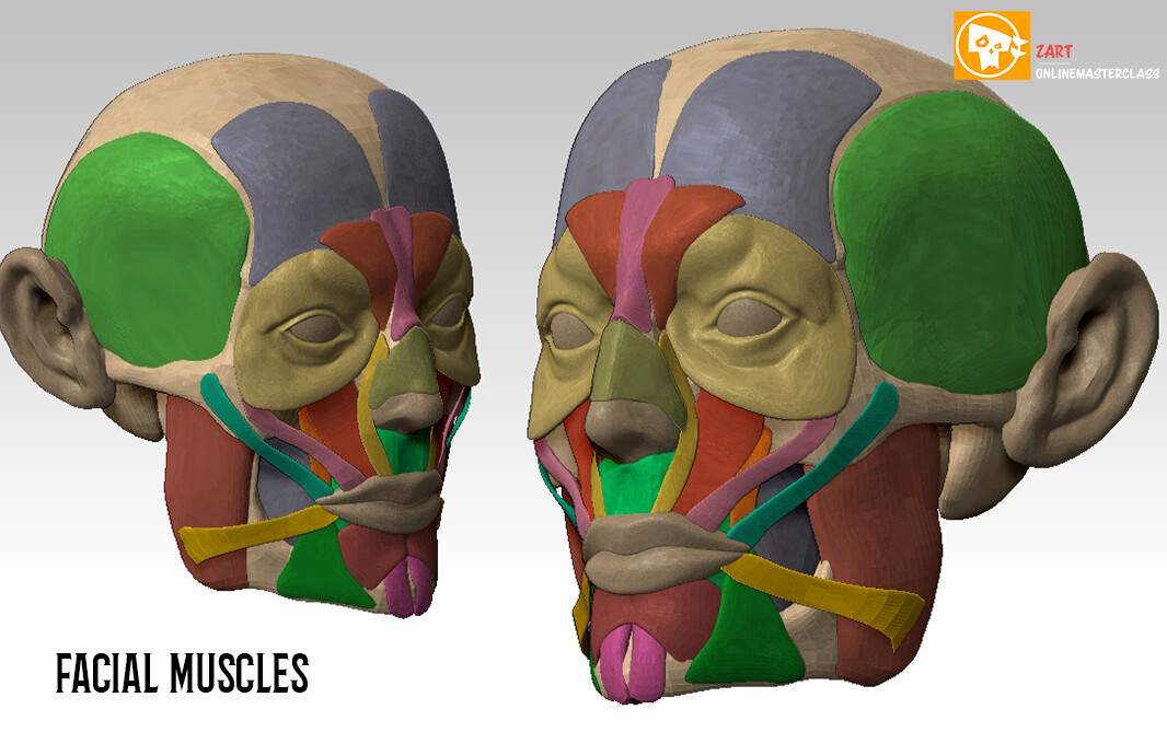 ArtStation - facial muscles