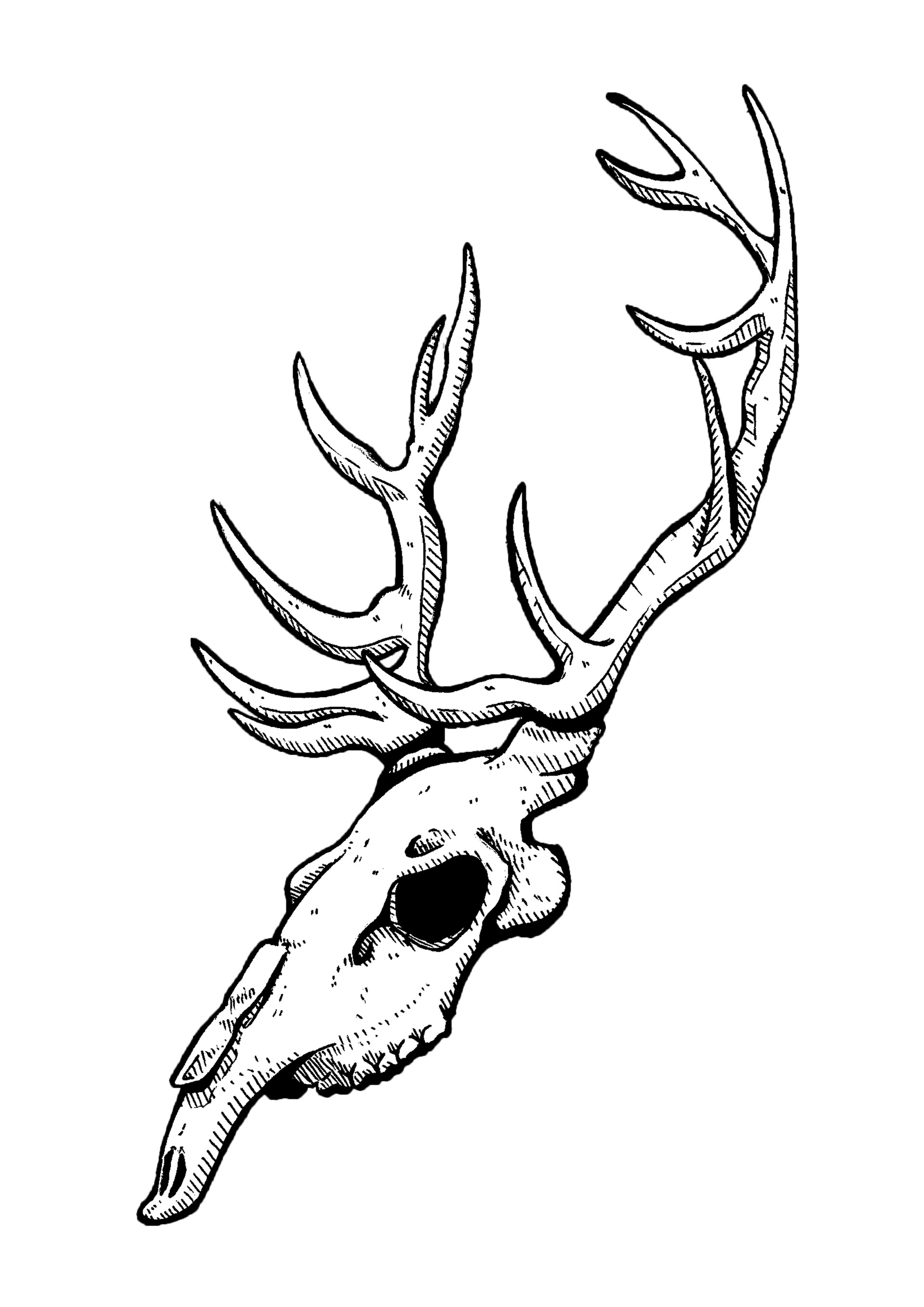 How To Draw Deer Skull