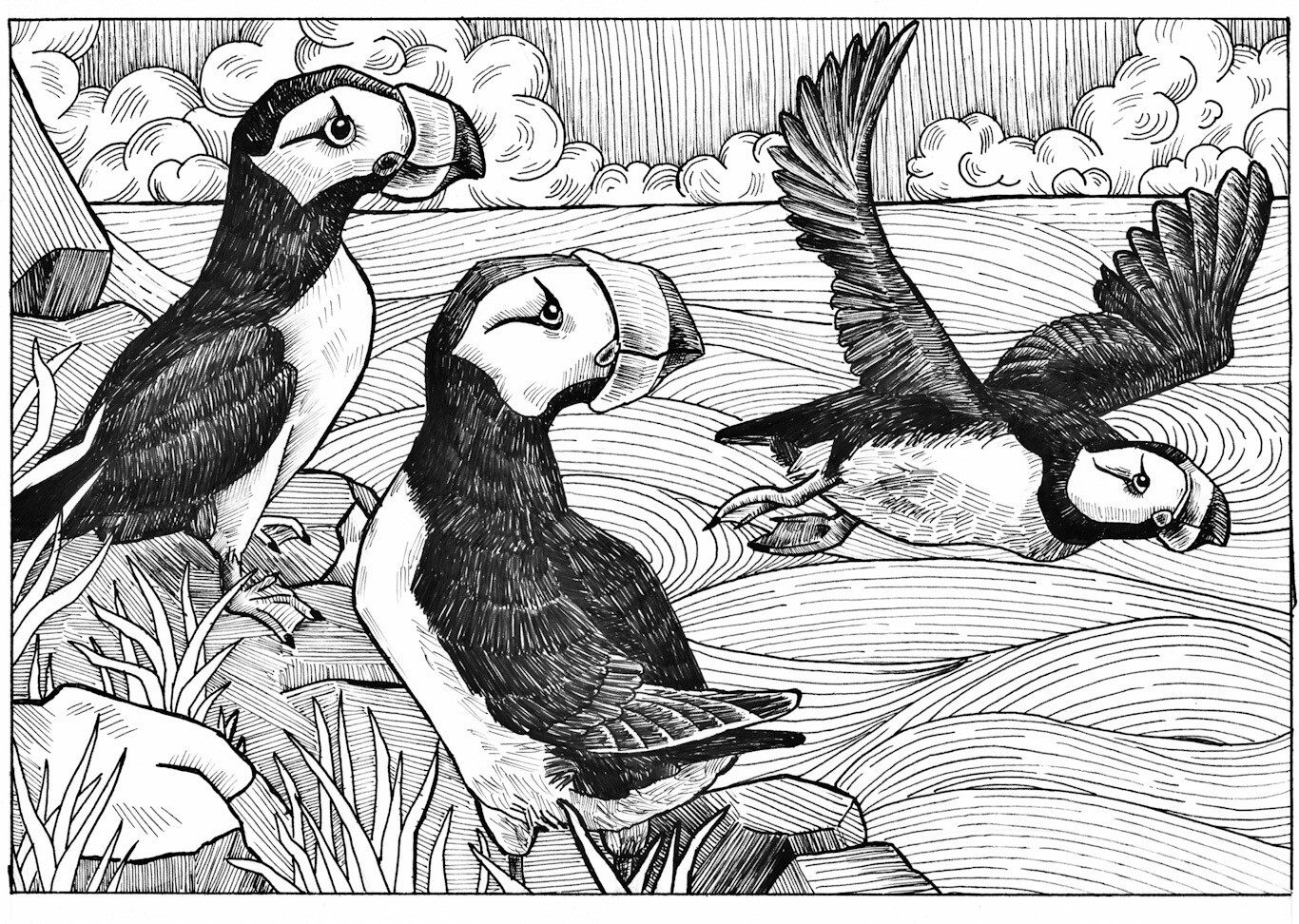 ArtStation - Sea birds, puffins, ink book illustration