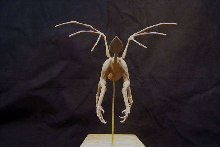 Peter König - Evolution creature designs