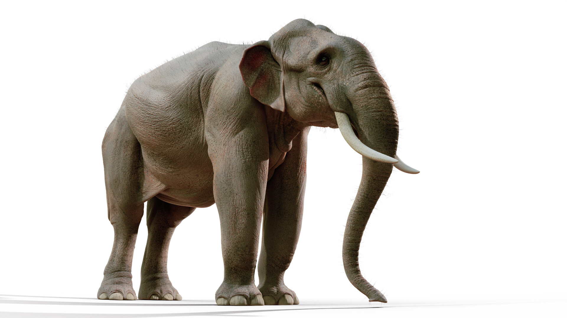 ArtStation - Elephant study