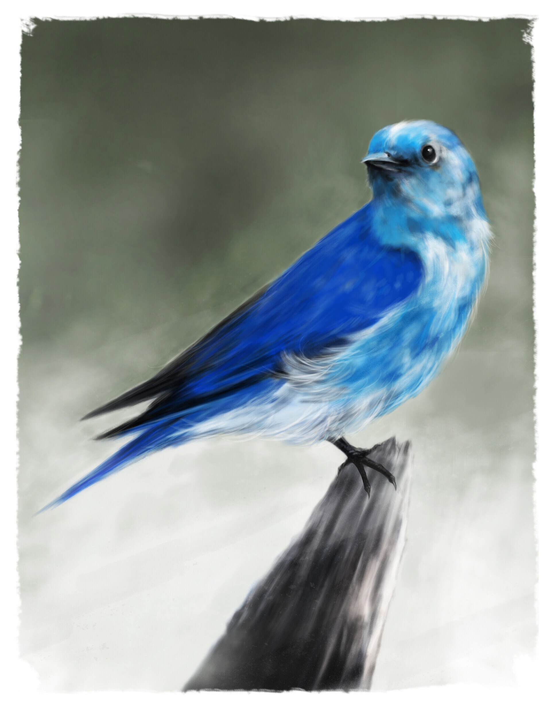 Angel Akino - Birds / Artbook