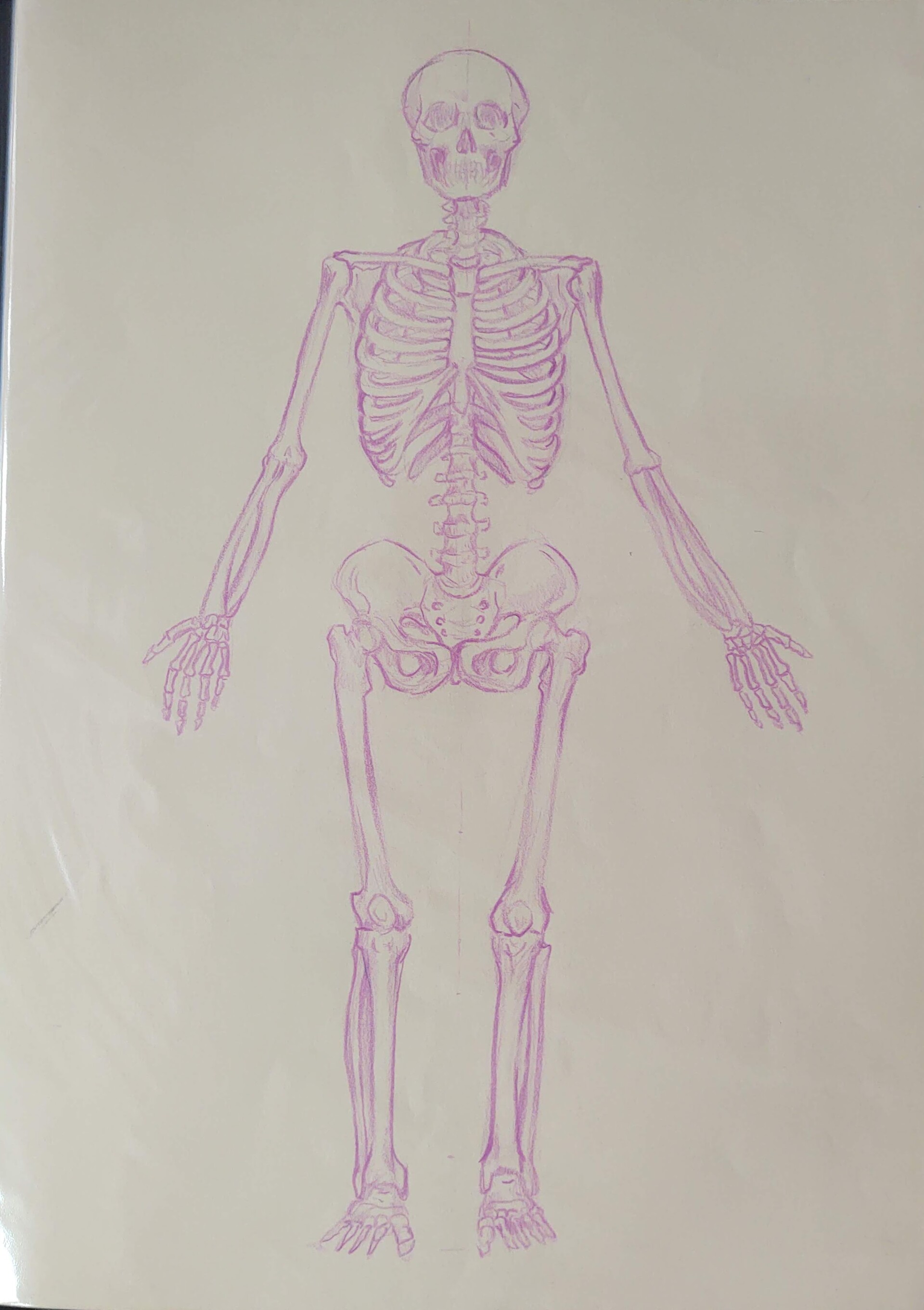 ArtStation - Anatomy studies of bones and muscles