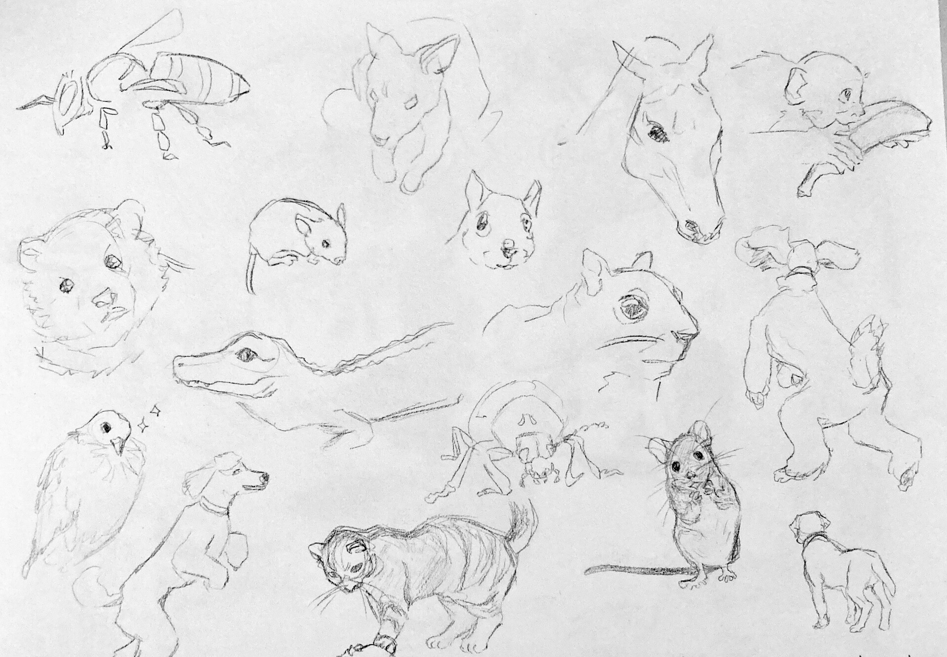 ArtStation - Animals Study