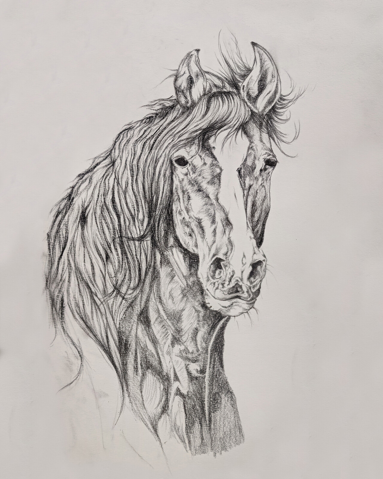 kunal sagar - Charcoal Sketch 01 (Horse)
