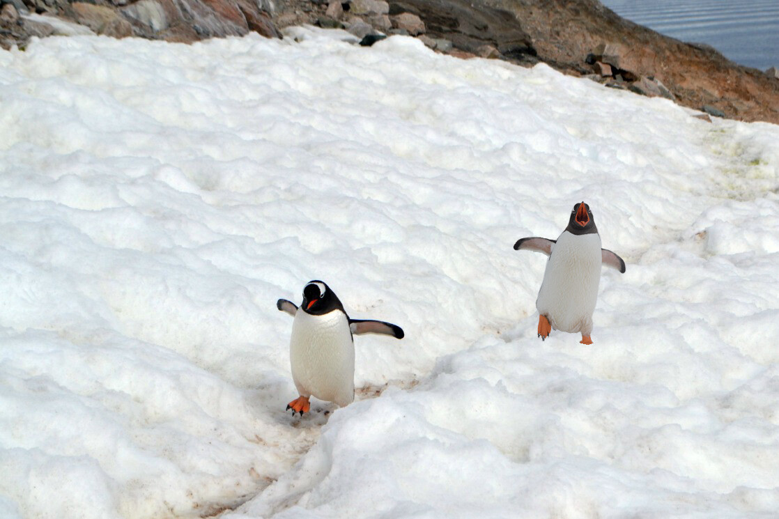 ArtStation - Penguins in their home Photoshop edit