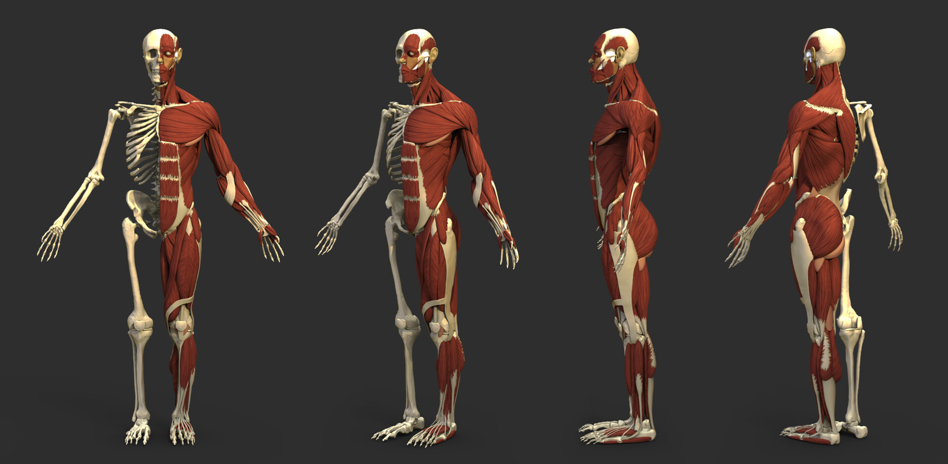 ArtStation - Digital Ecorche Anatomy Study