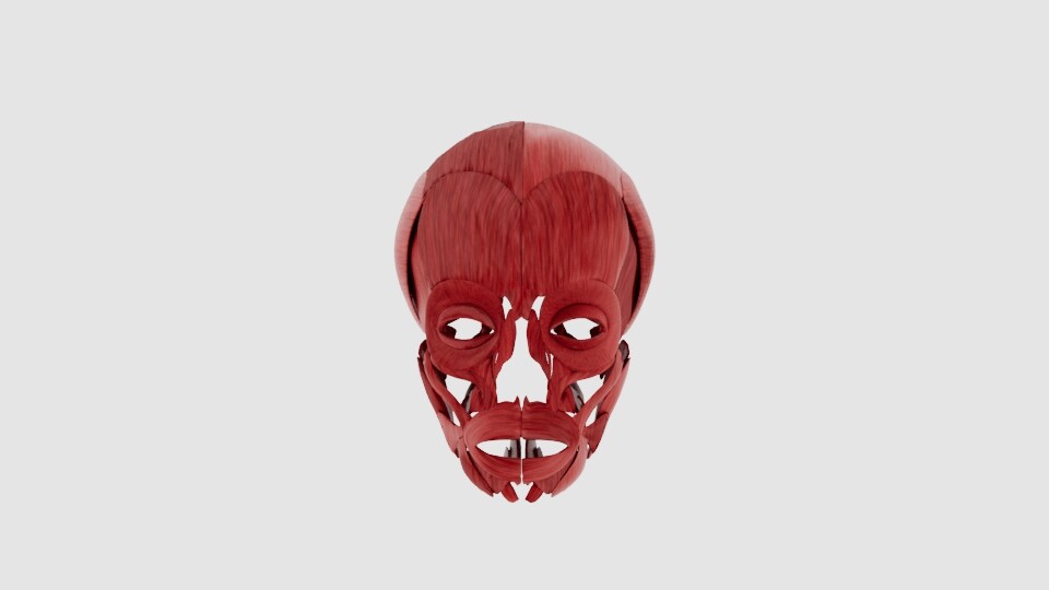 ArtStation - 3D_FACE_MUSCLE
