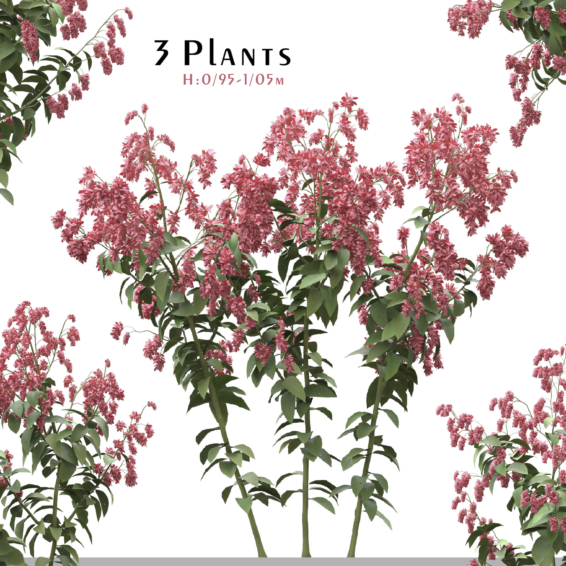 ArtStation - Set of Polygonum Orientale Plant ( Princes Feather ) ( 3 ...