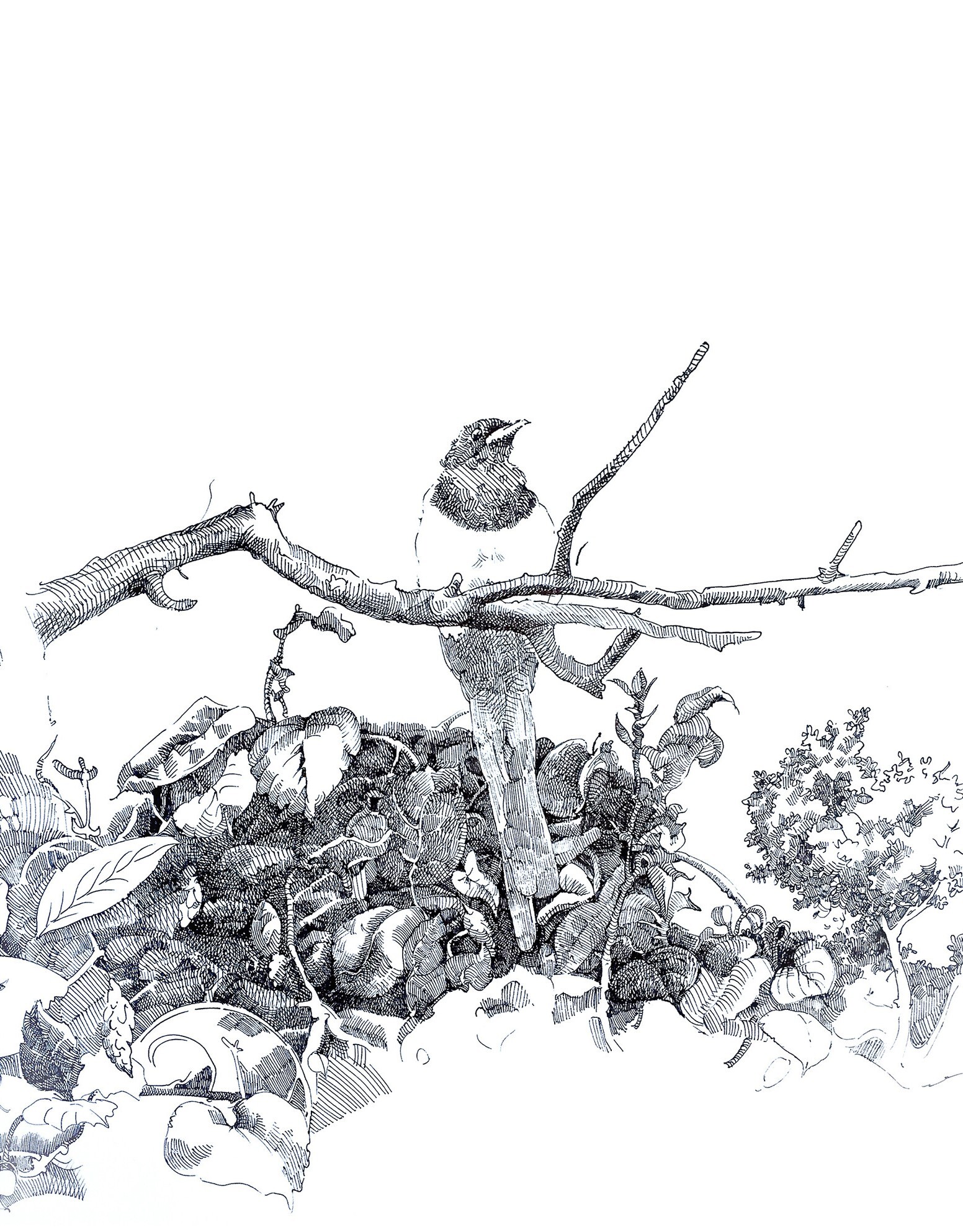 ArtStation - Bird in the forest sketch