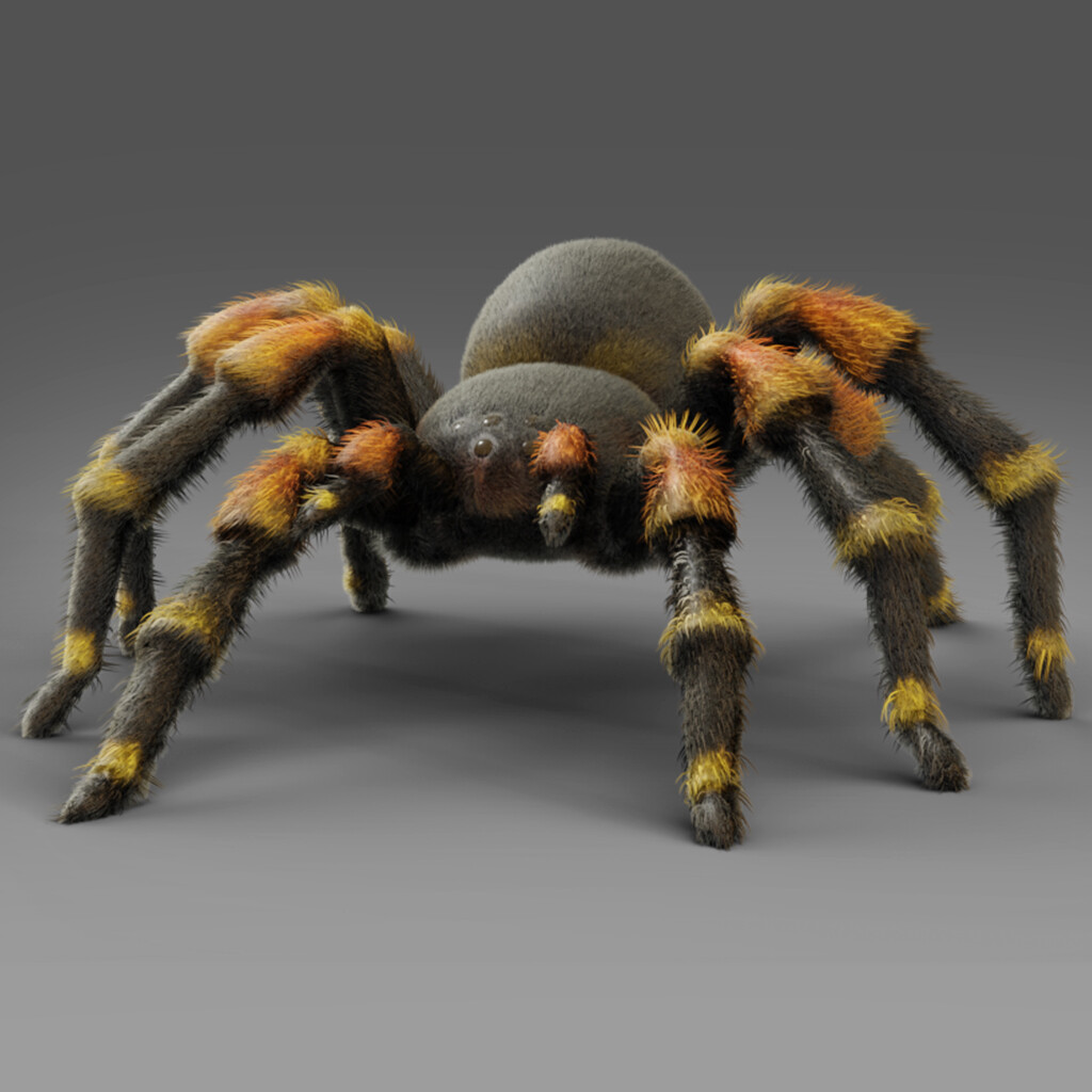 ArtStation - Spider Tarantula Rigged and Animation