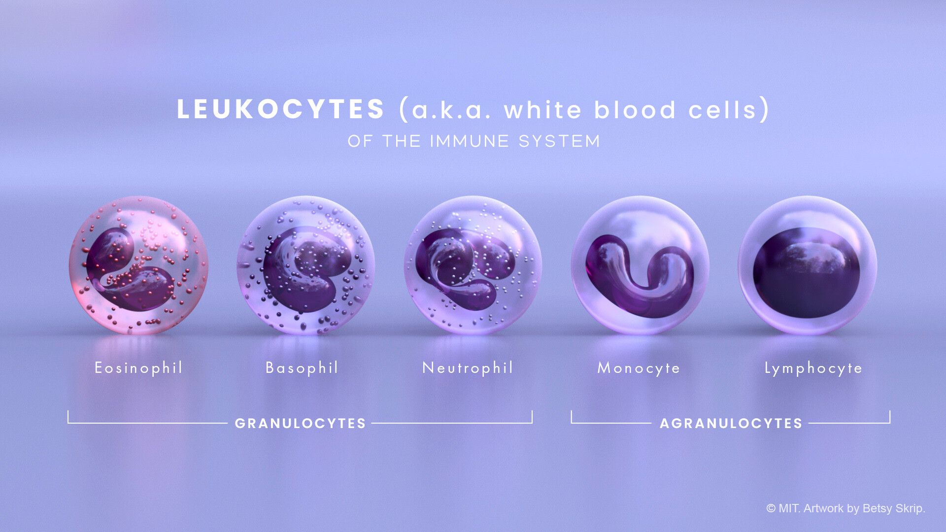 Betsy Skrip - Happy Holidays 2022 - White Blood Cells