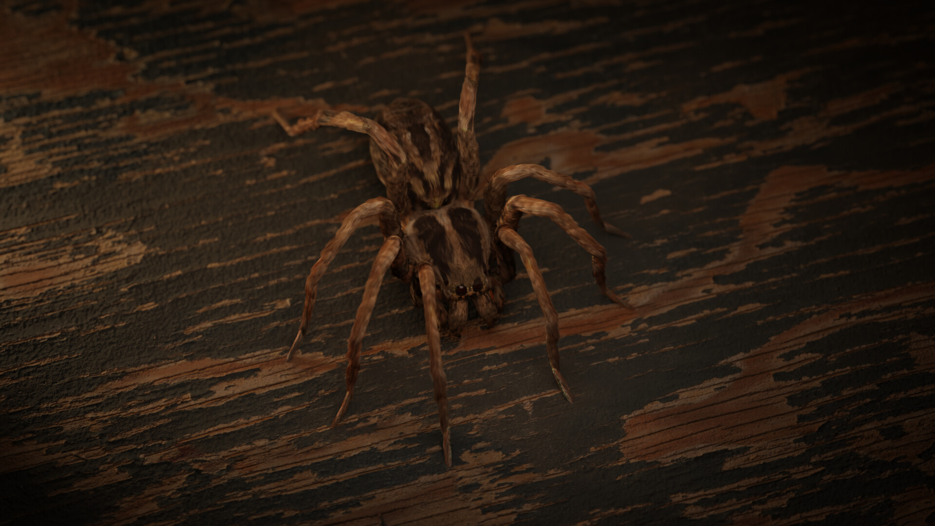 Kael Douglas - Spider Rig| Wolf Spider