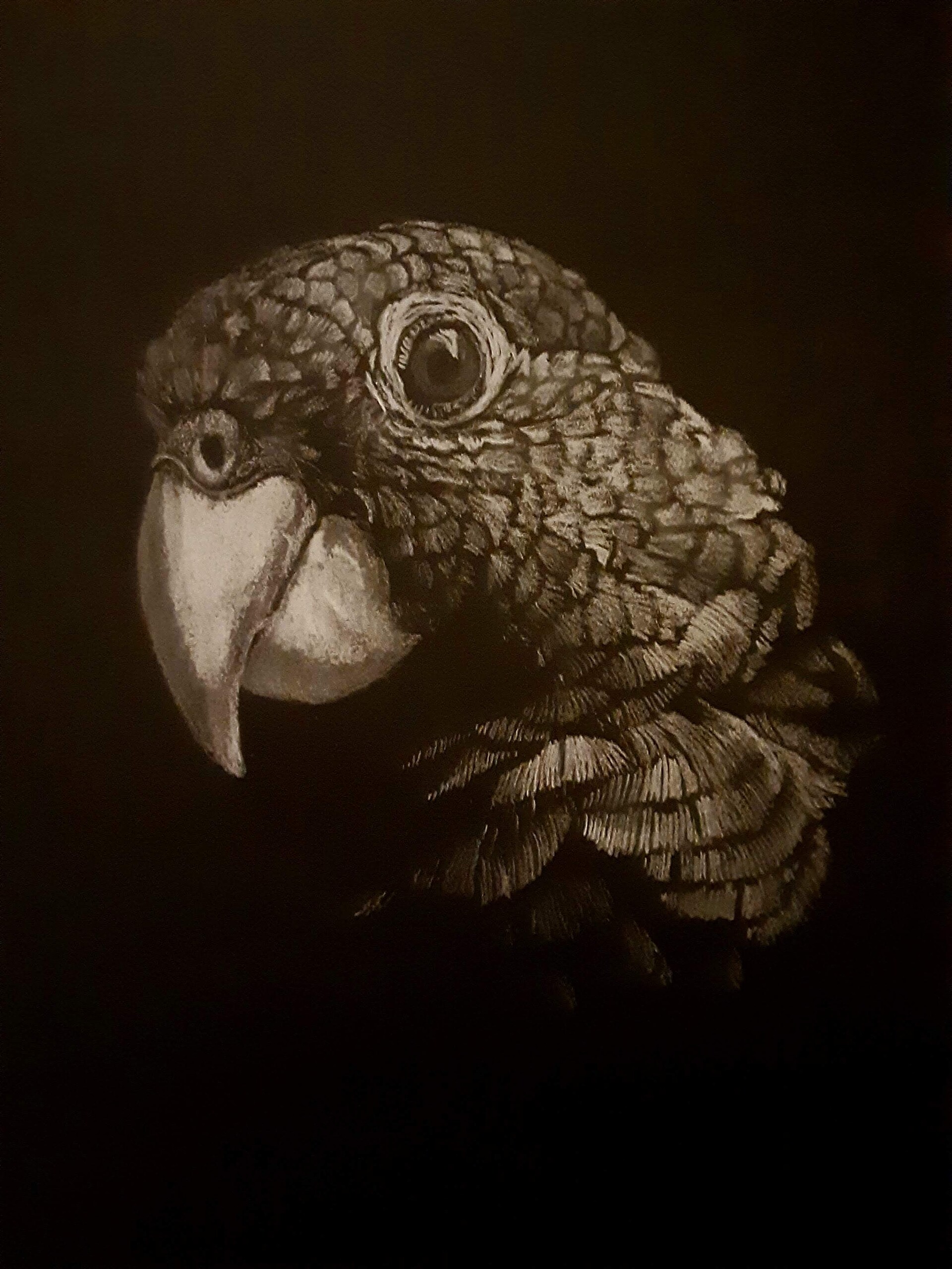 ArtStation - Pastel of a Parrot