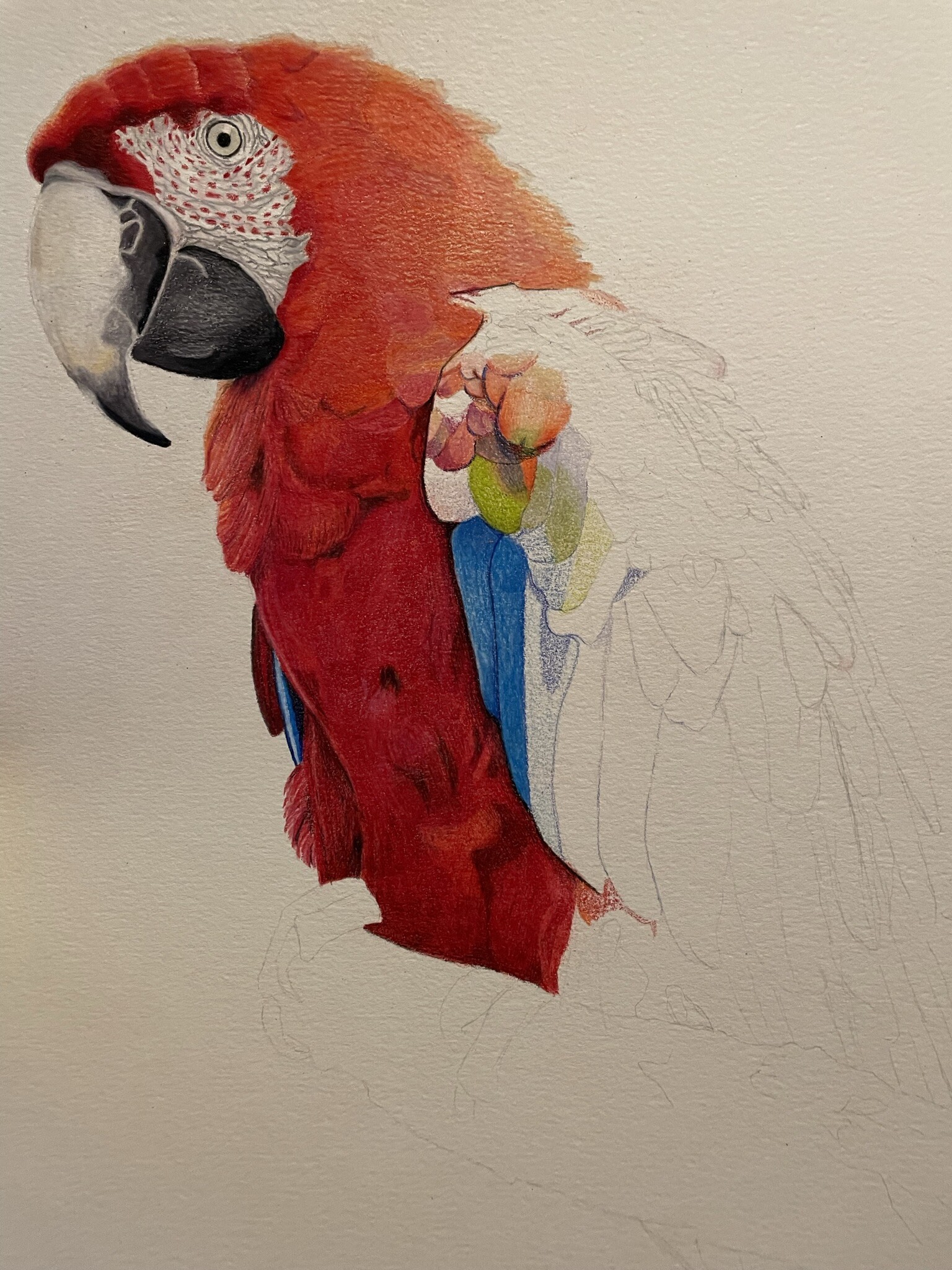 Macaw Pencil Drawing