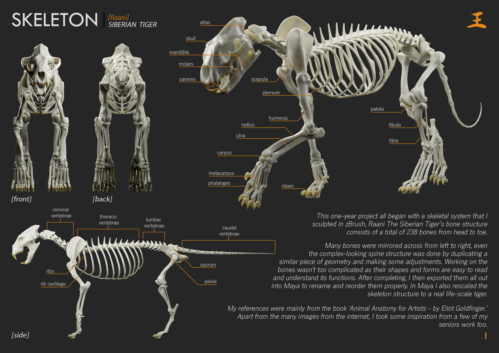 Siberian Tiger Skull