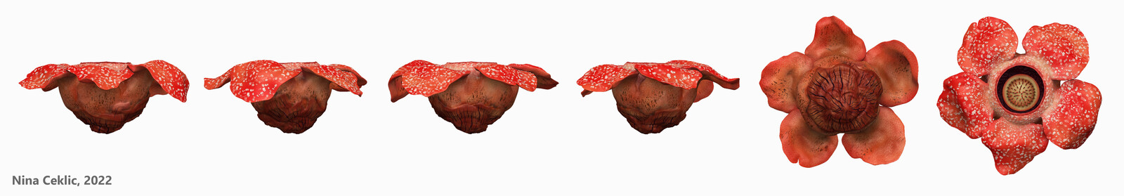 Nina Ćeklić - 3D Modelling