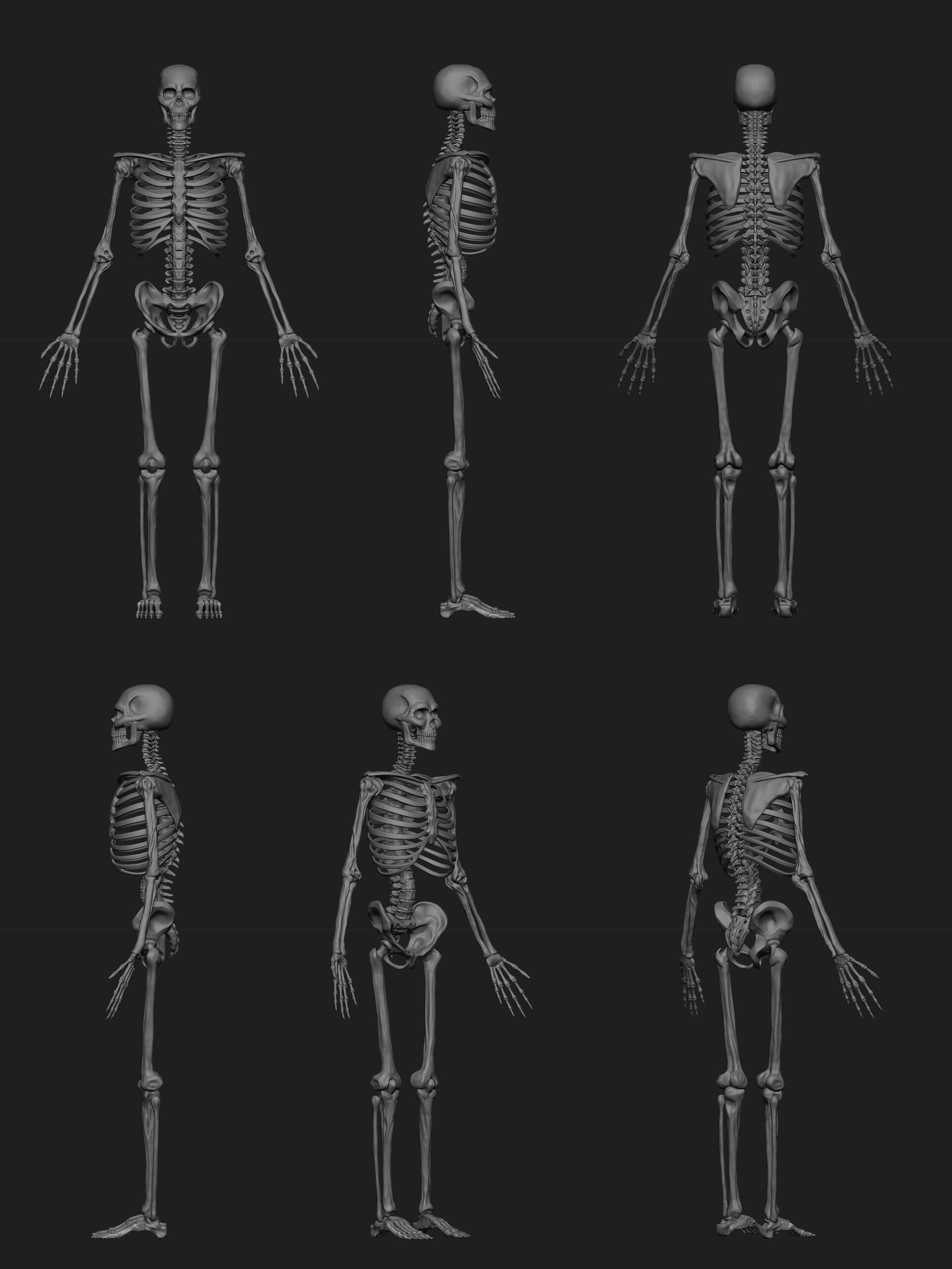 ArtStation - Human Skeleton