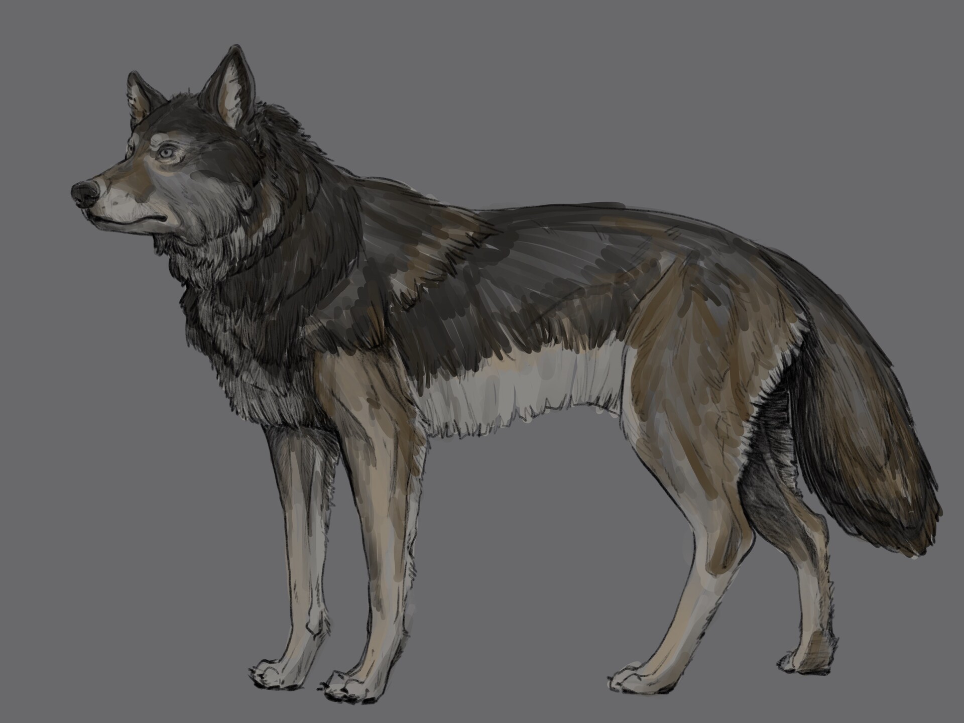 ArtStation - Wolf Study