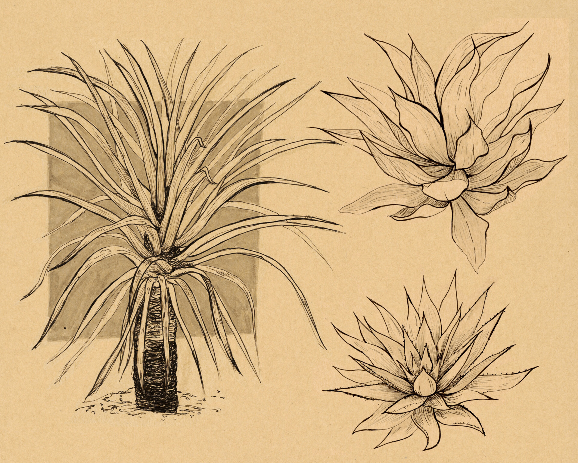 ArtStation - Dynamic Sketching - Plants