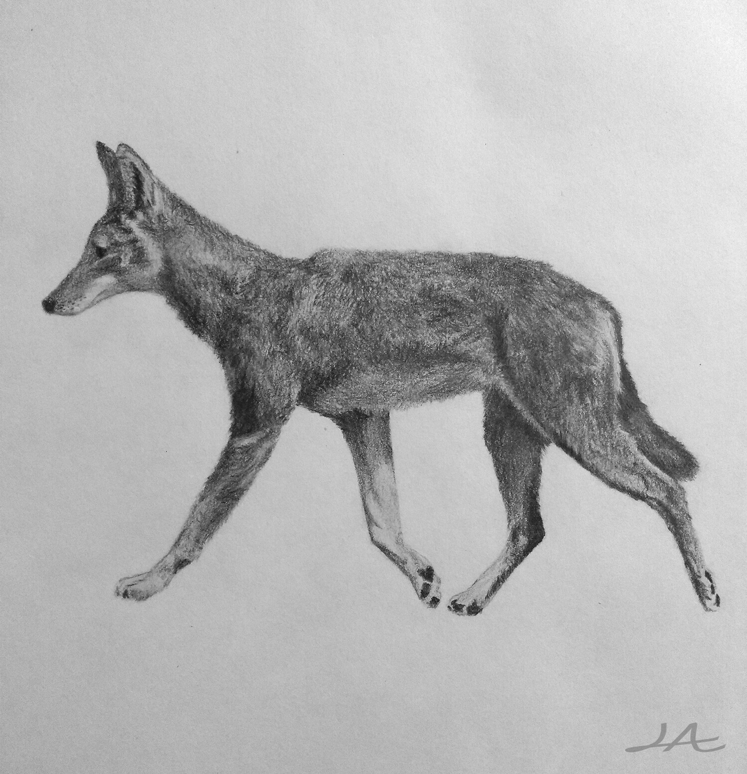 ArtStation - Ethiopian Wolf