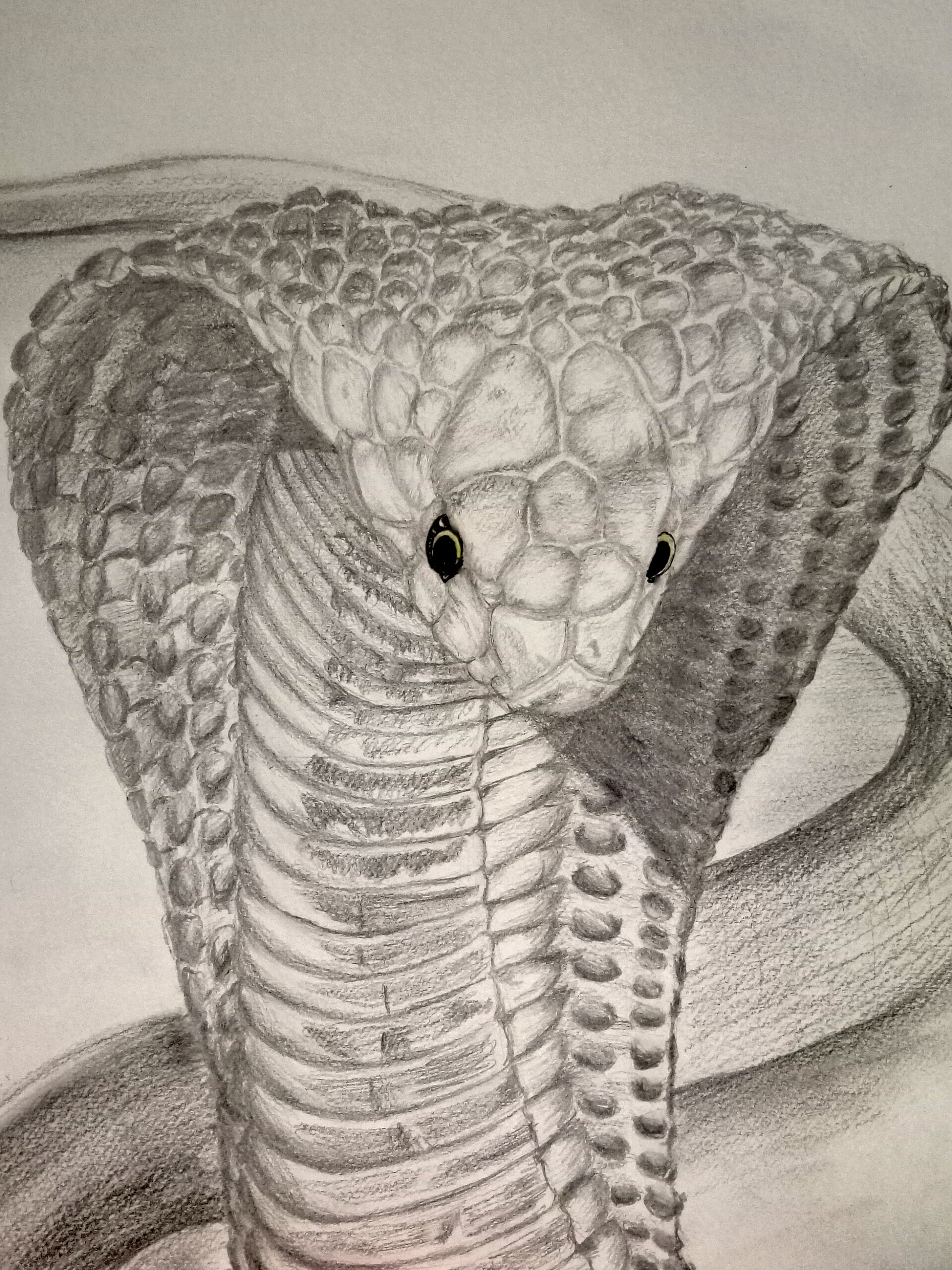 ArtStation - Animals