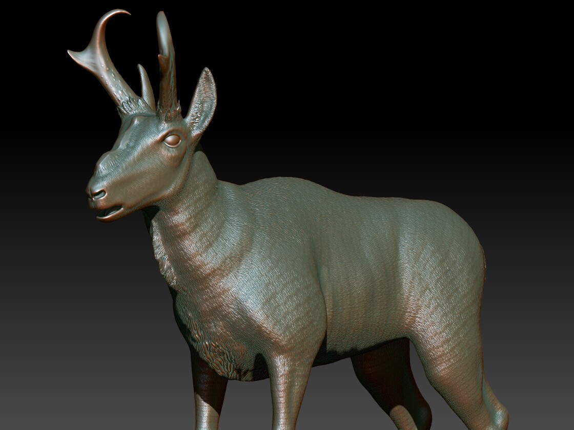 Mike Correia - Pronghorn Model