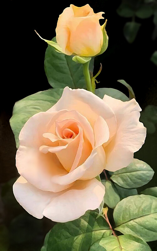 J.P .Seymour - Colorful Roses