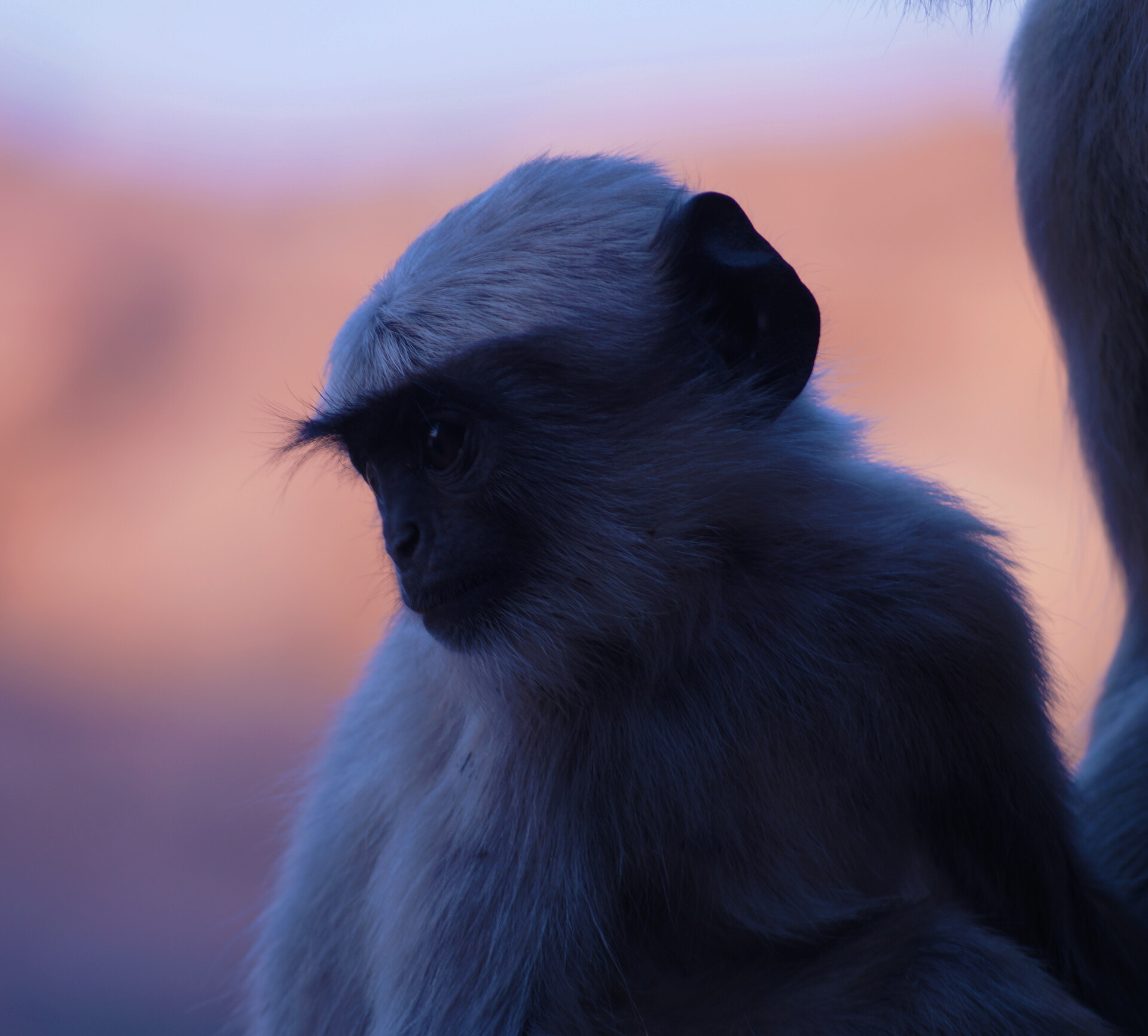 ArtStation - Langur