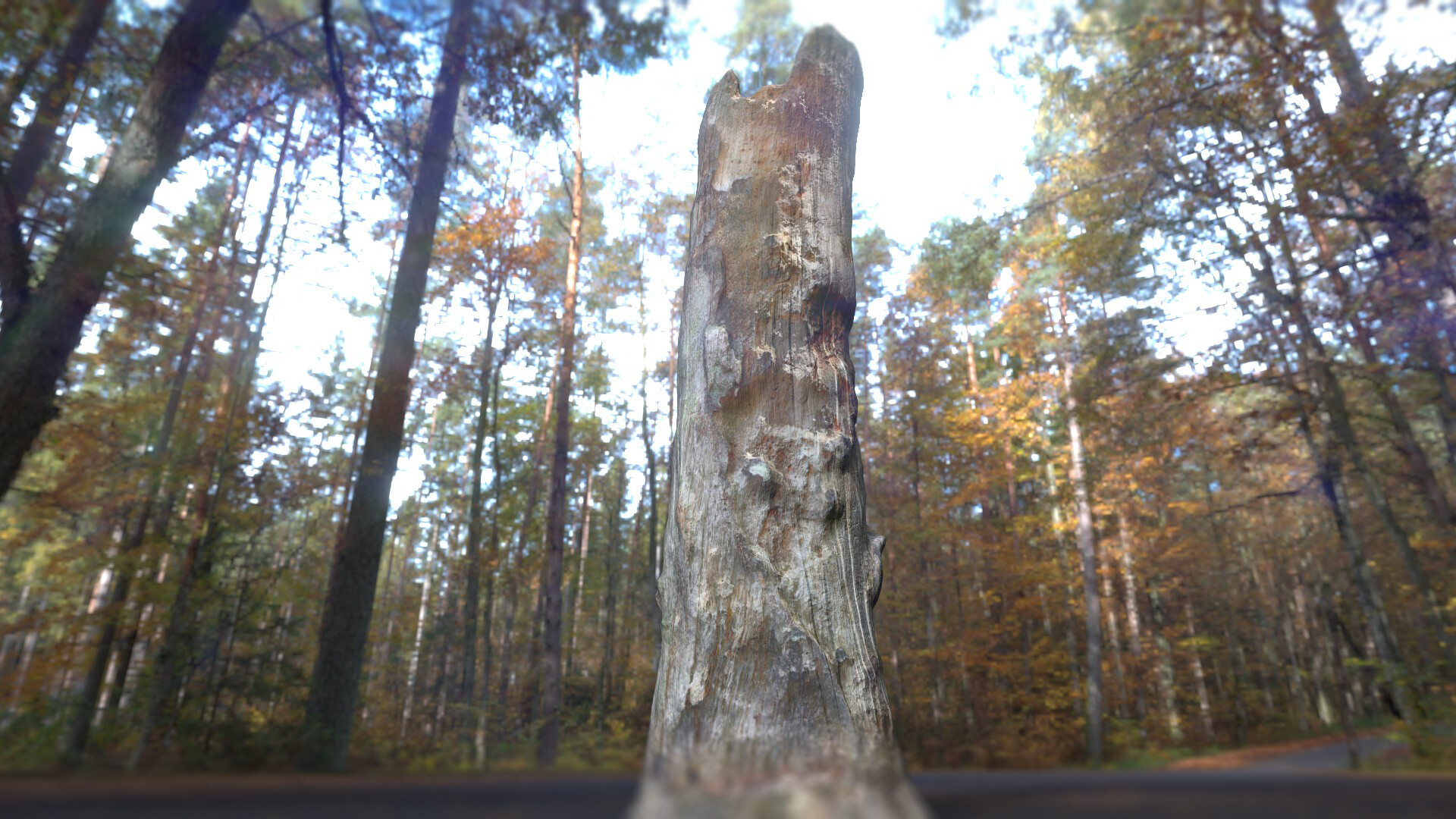 Anakin Ryan - Tree Stump