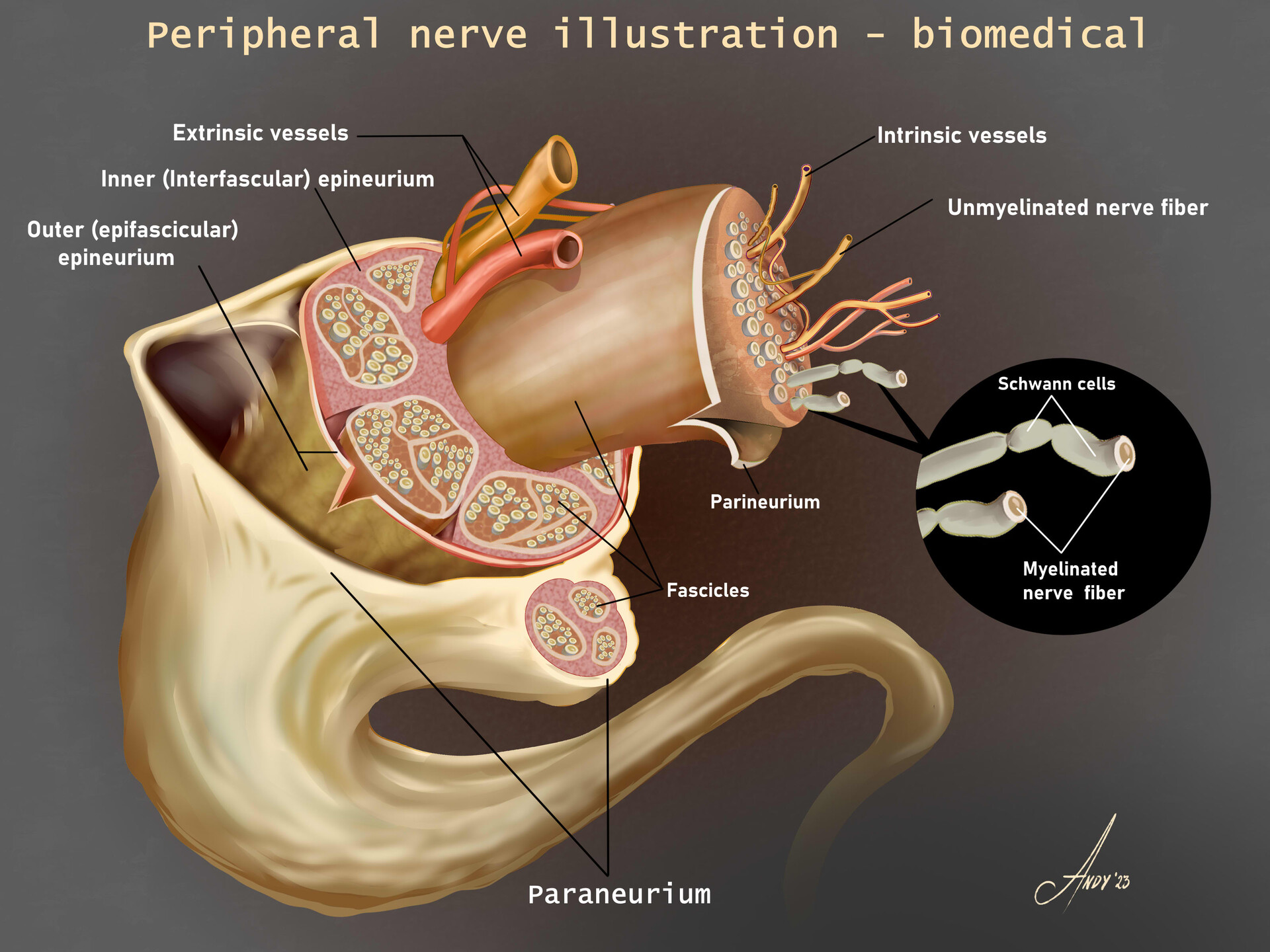 ArtStation - Peripheral Nerve Illustration