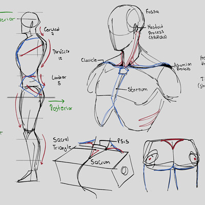 human chest drawing reference