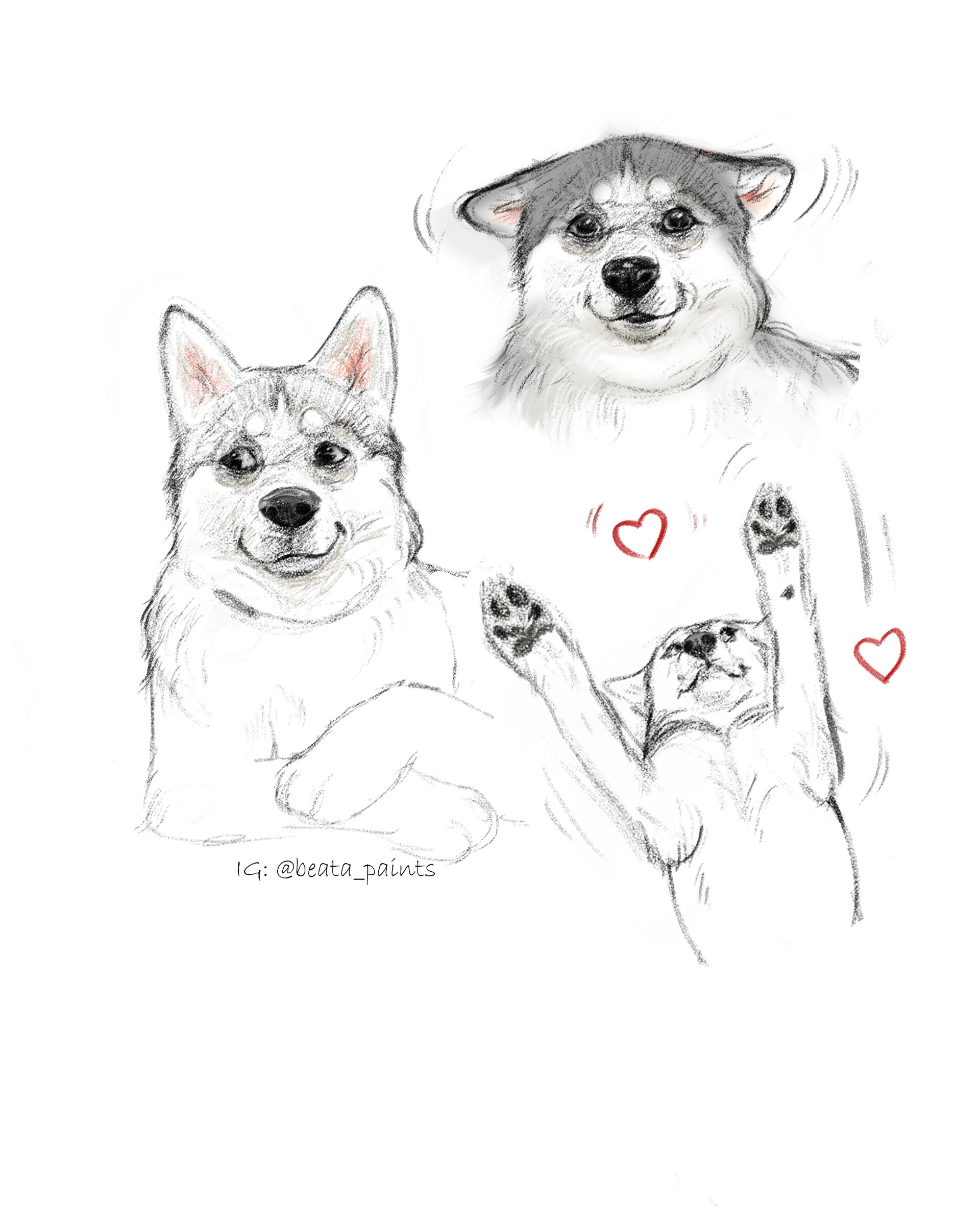 ArtStation - Husky sketches