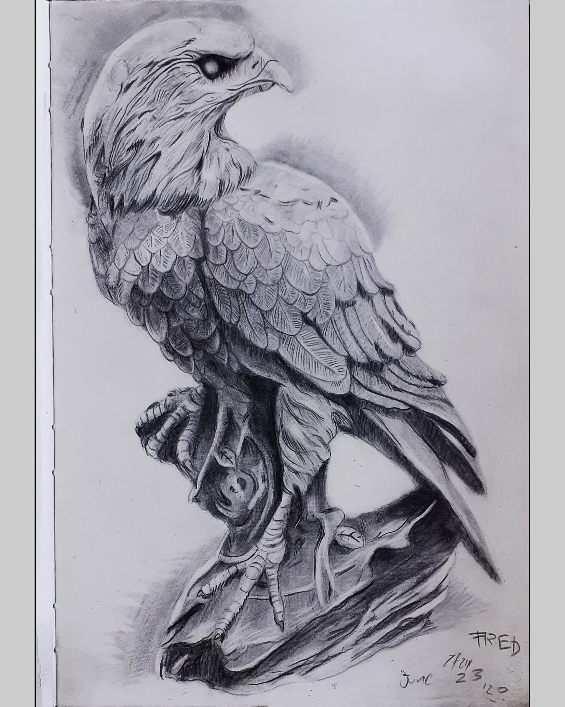 ArtStation - Eagle - Sketchbook Study