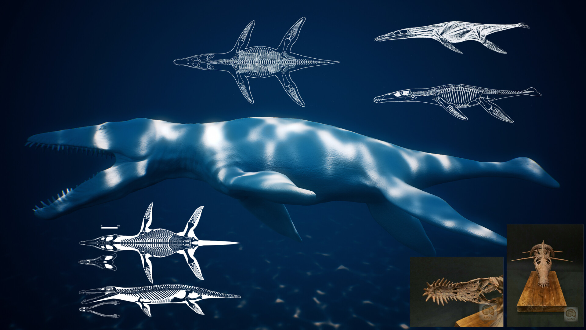 Liopleurodon Size Comparison
