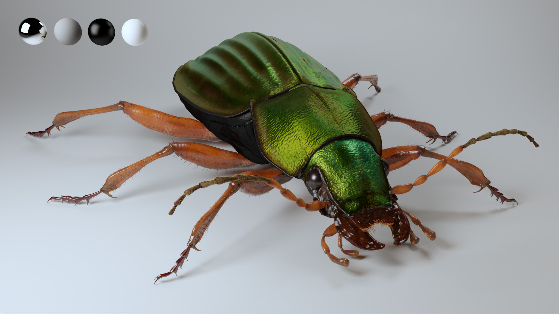 Ariane Moulard - 3D Golden ground Beetle