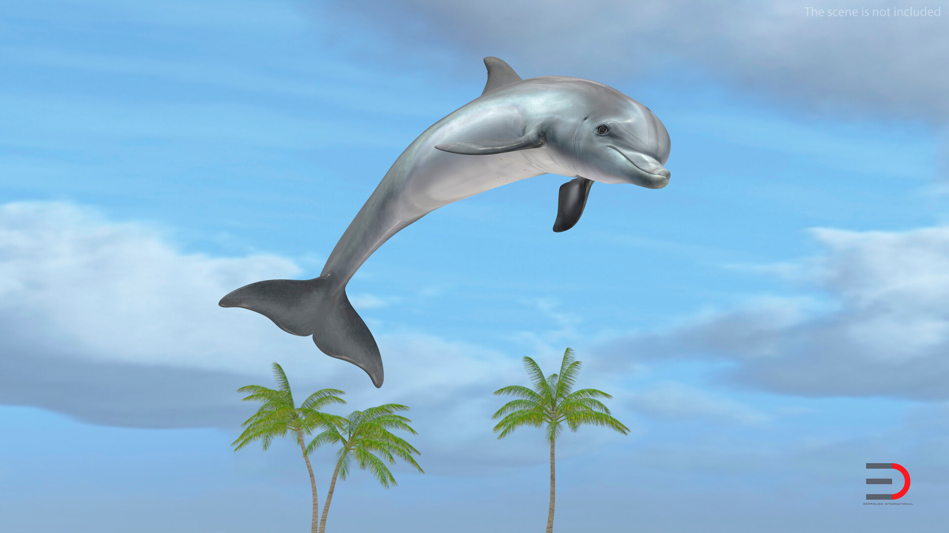 Dolphin Jumping In Water