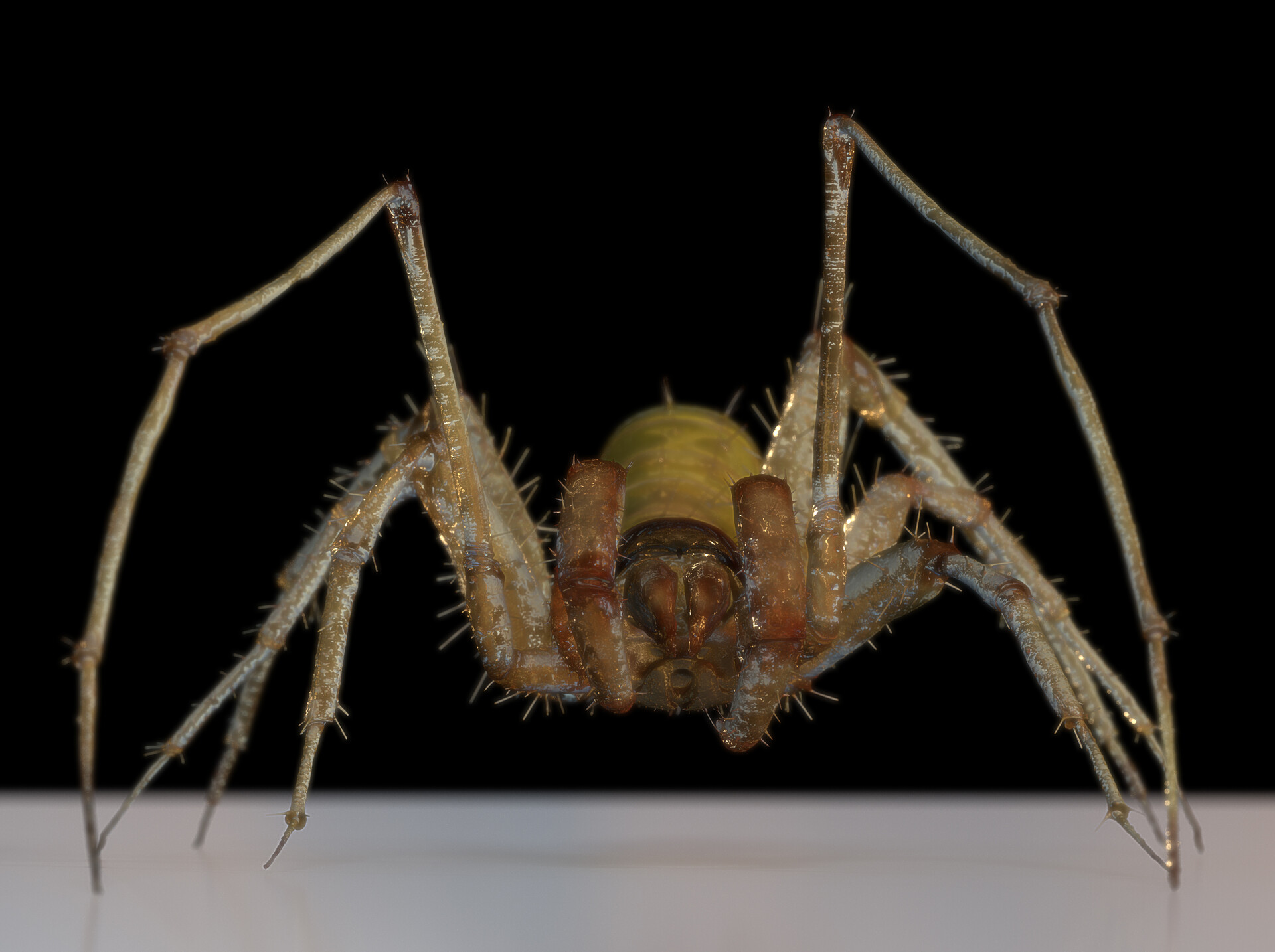 ArtStation - Draculoides bramstokeri